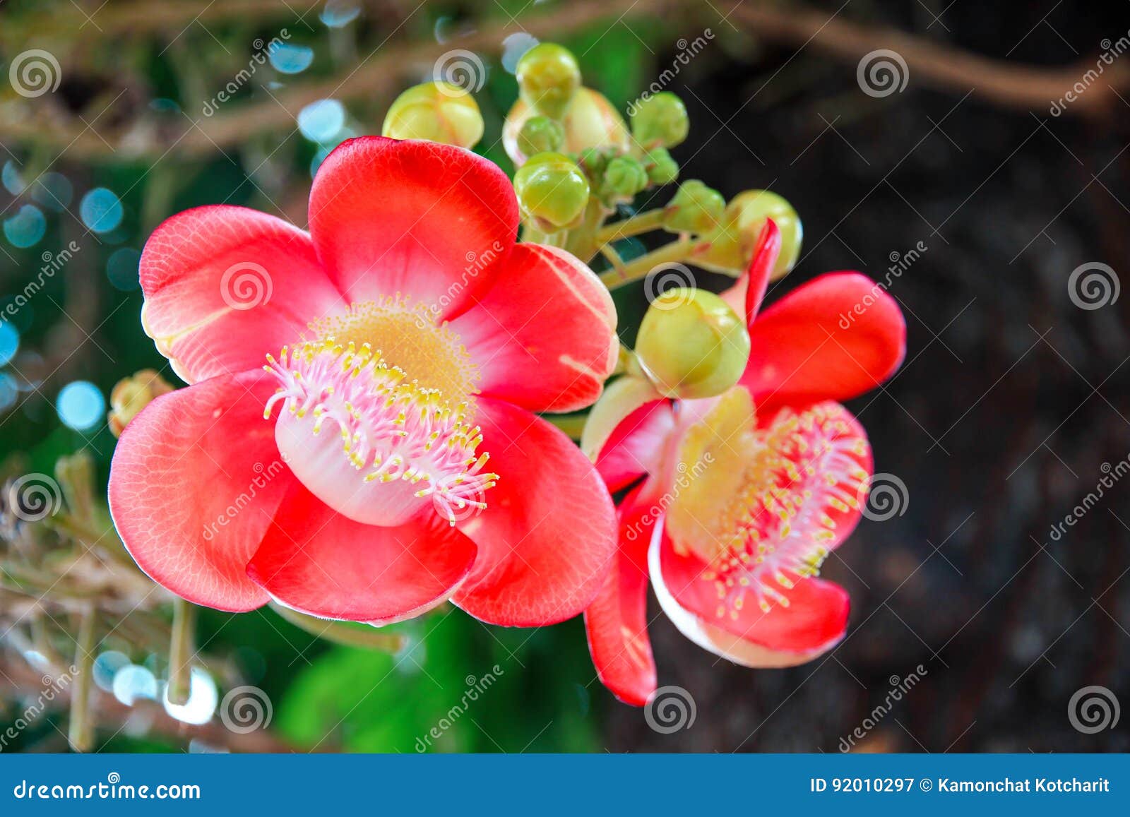 Red flower of Sal tree. stock image. Image of asia, fresh - 92010297