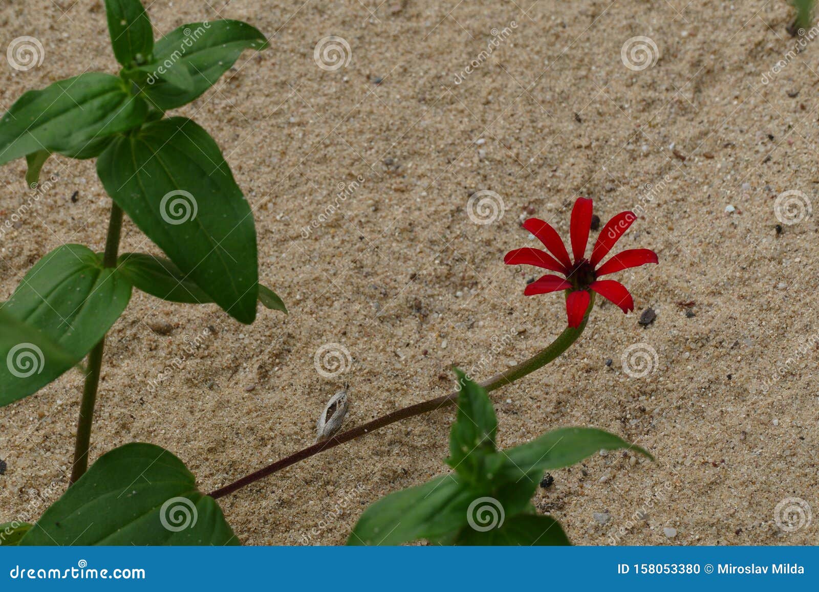 Red flower in sand stock photo. Image of natural, dill - 158053380