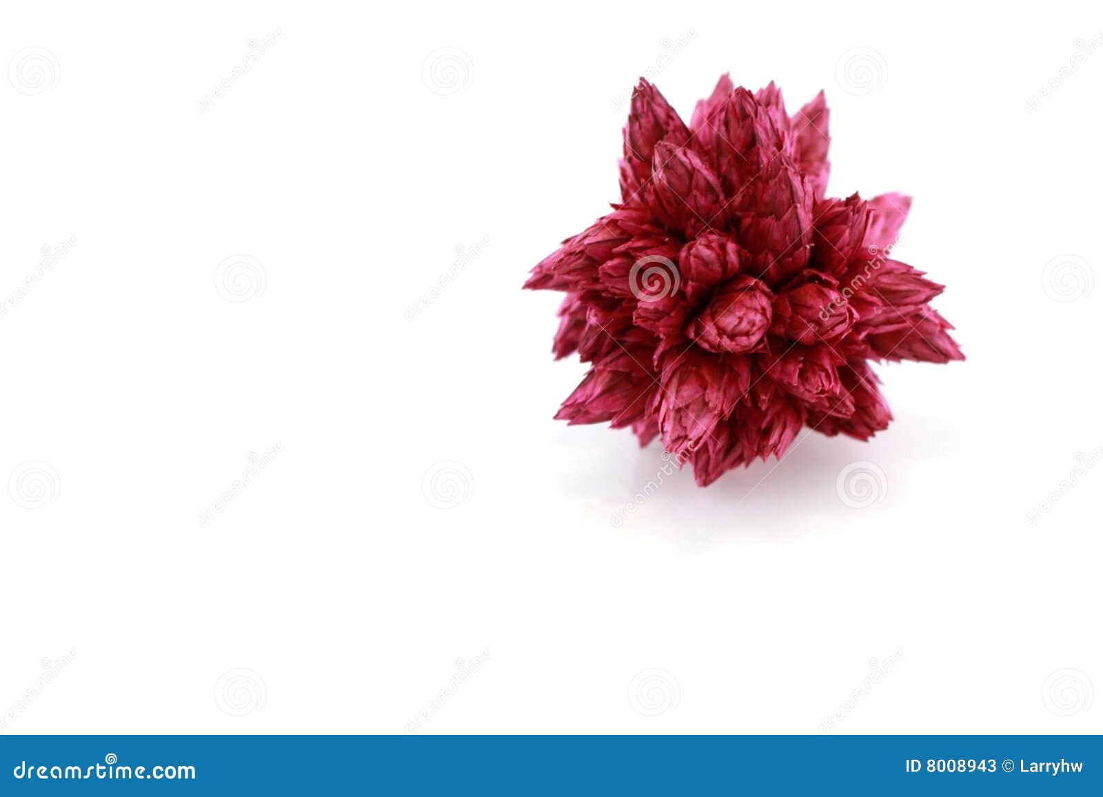 Red flower seed pod stock image. Image of background, head - 8008943