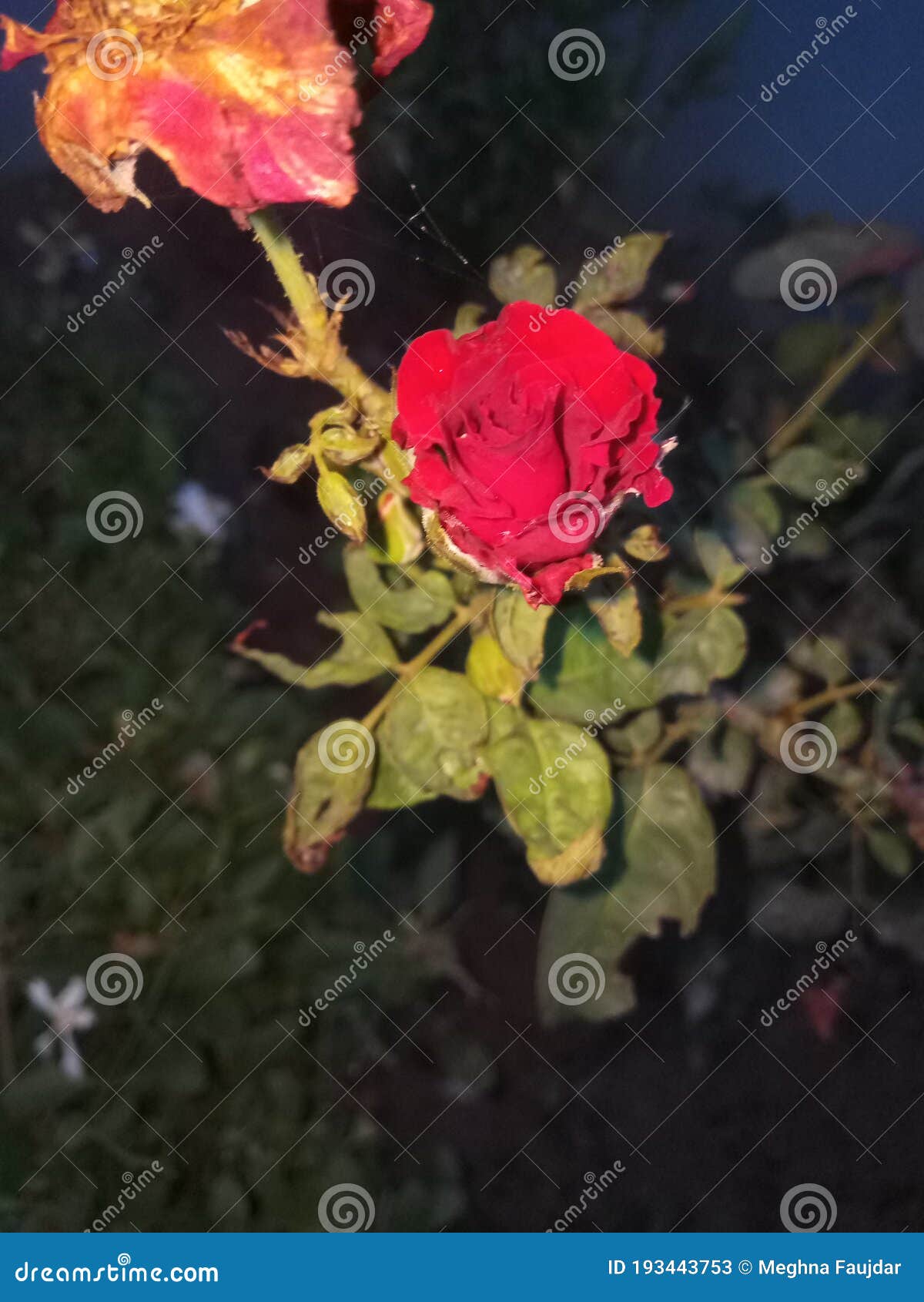 Red flower stock image. Image of flower, rose, beautiful - 193443753