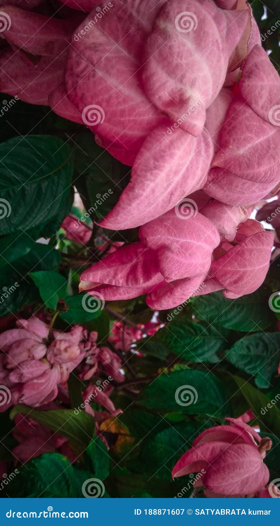 Red Flower Side View Image. Stock Image - Image of view, petal: 188871607