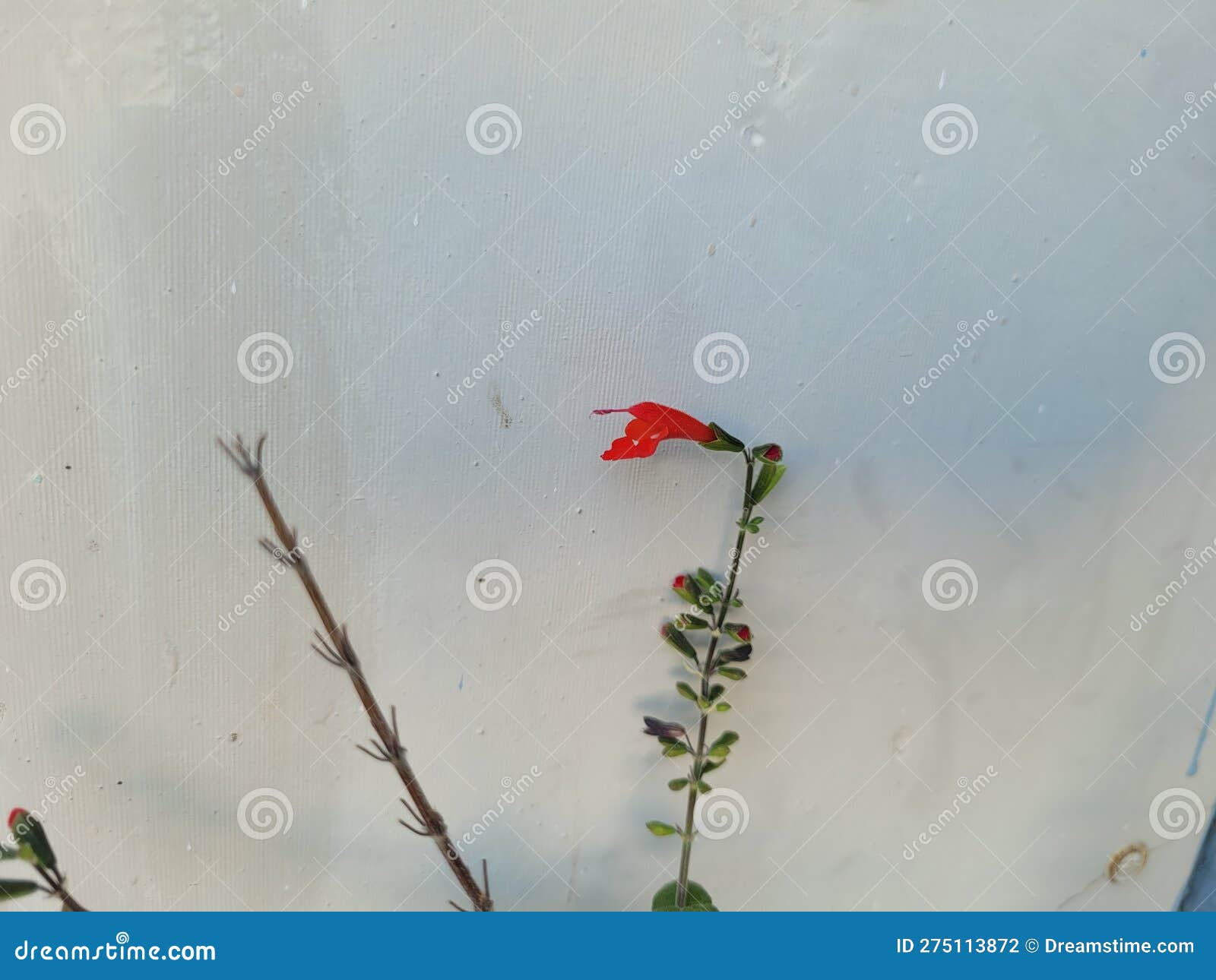 Red flower in side view stock photo. Image of plant - 275113872