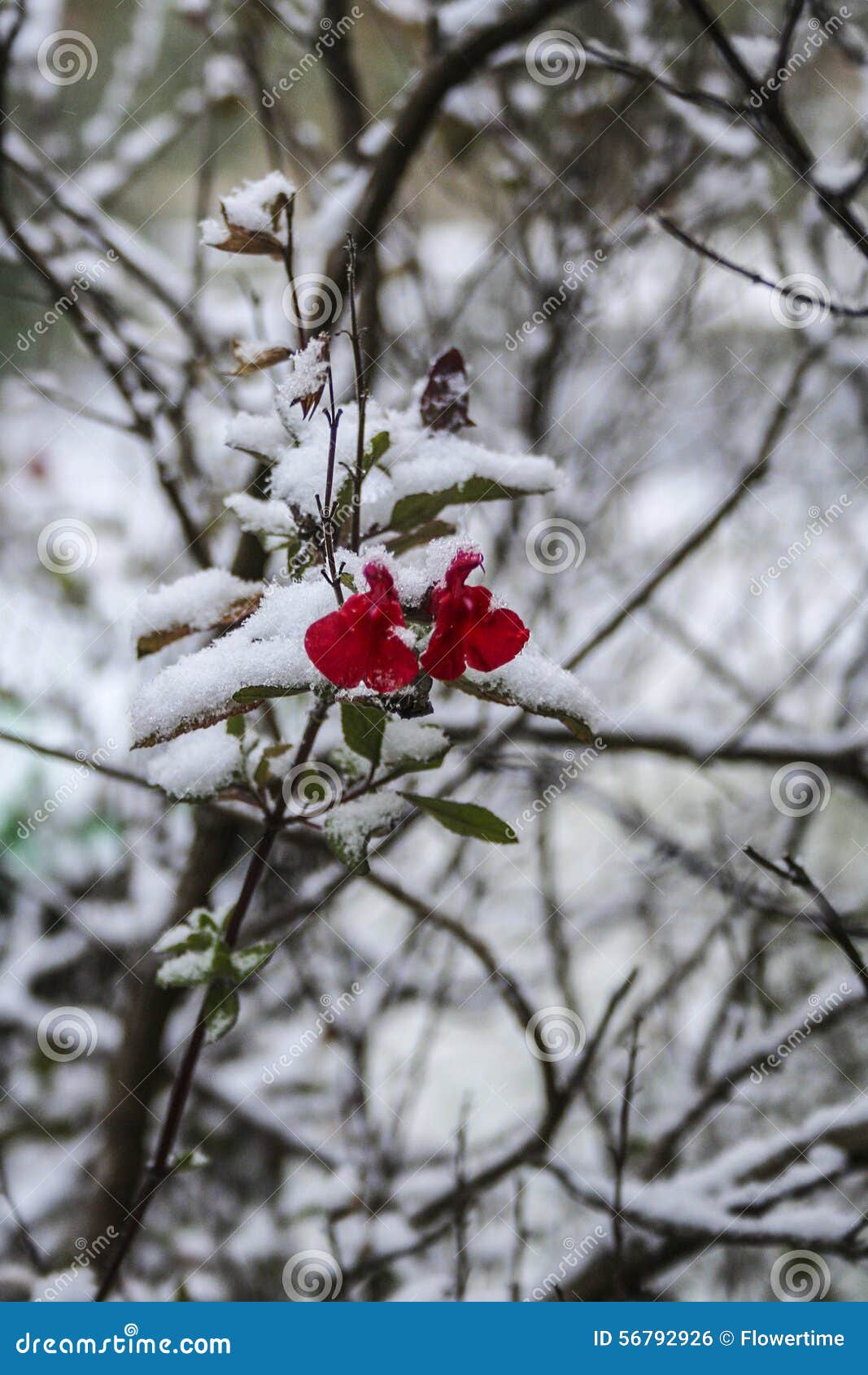 Red flower snow stock photo. Image of white, sticks, frost - 56792926