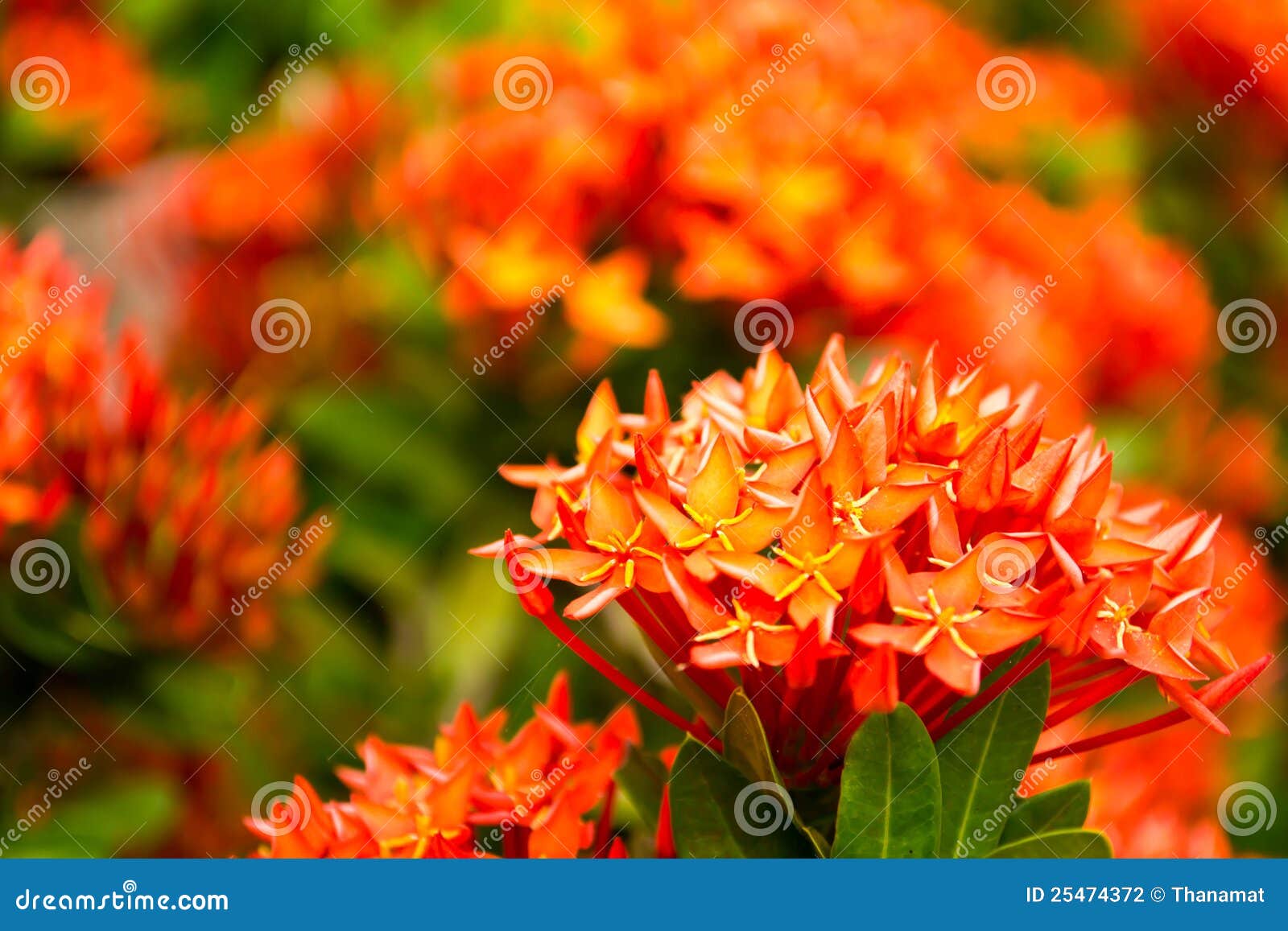 Red flower spike stock photo. Image of botanical, color - 25474372