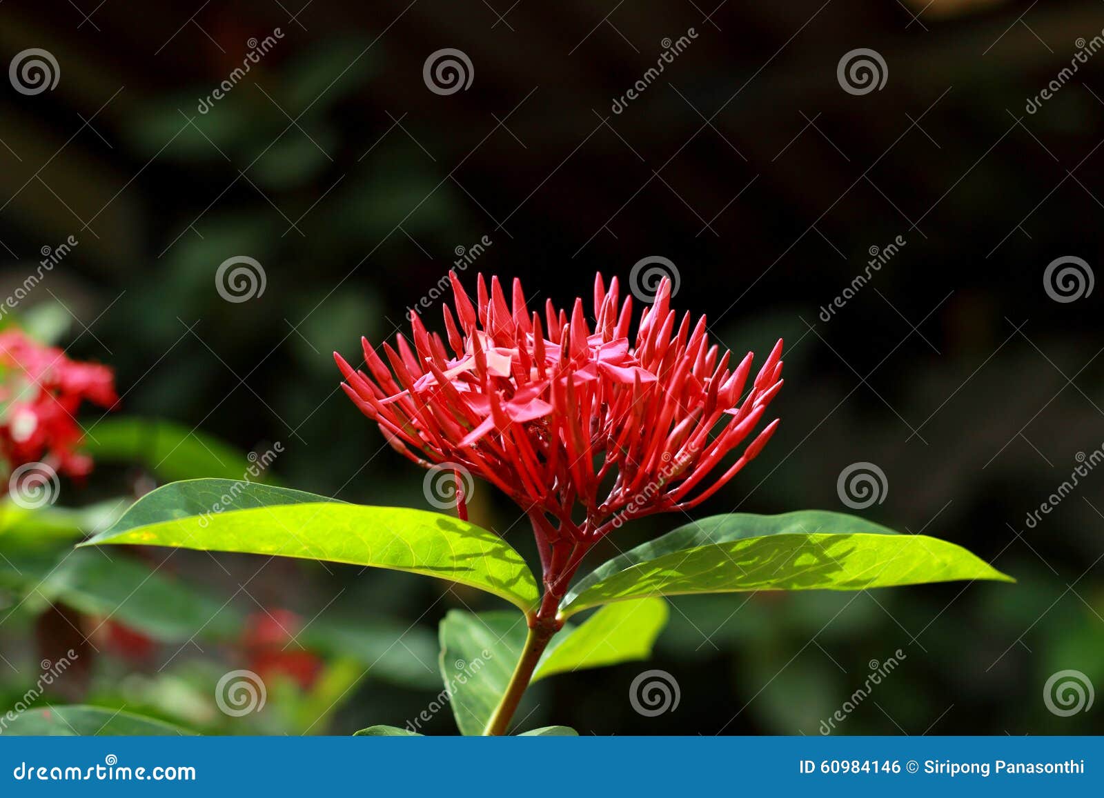 Red flower spike stock photo. Image of leaves, smooth - 60984146