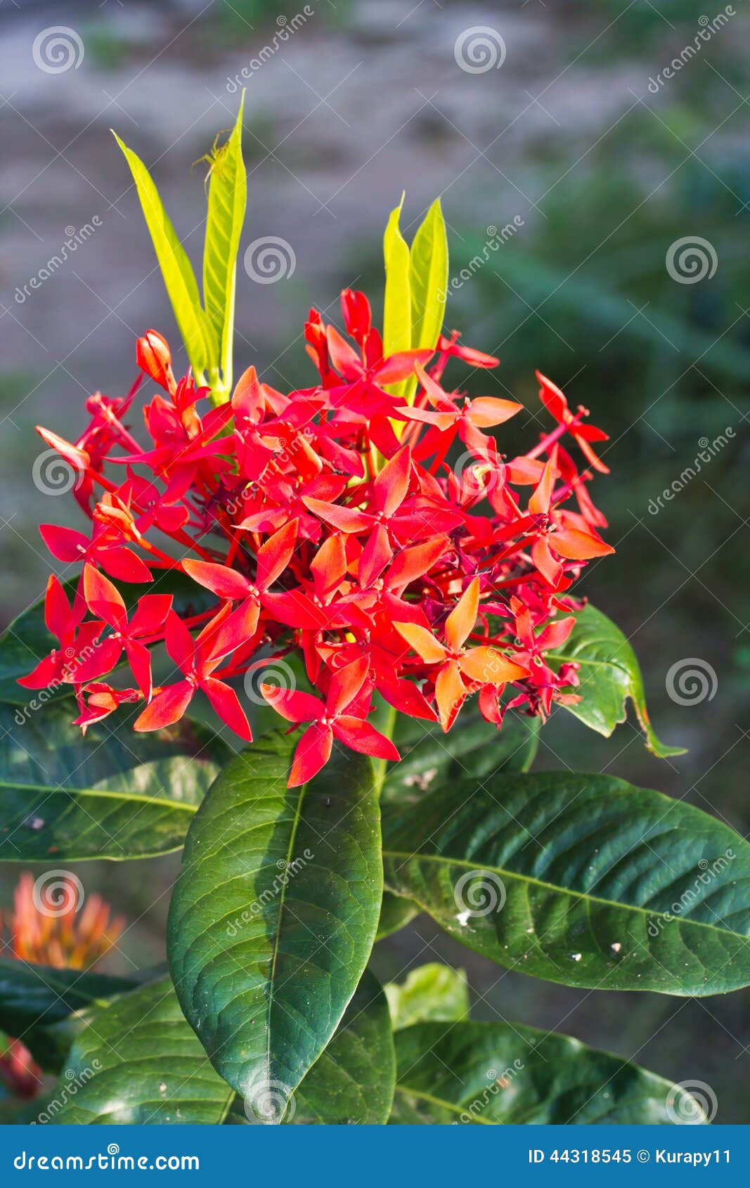 Red flower spike stock image. Image of beautiful, closeup - 44318545