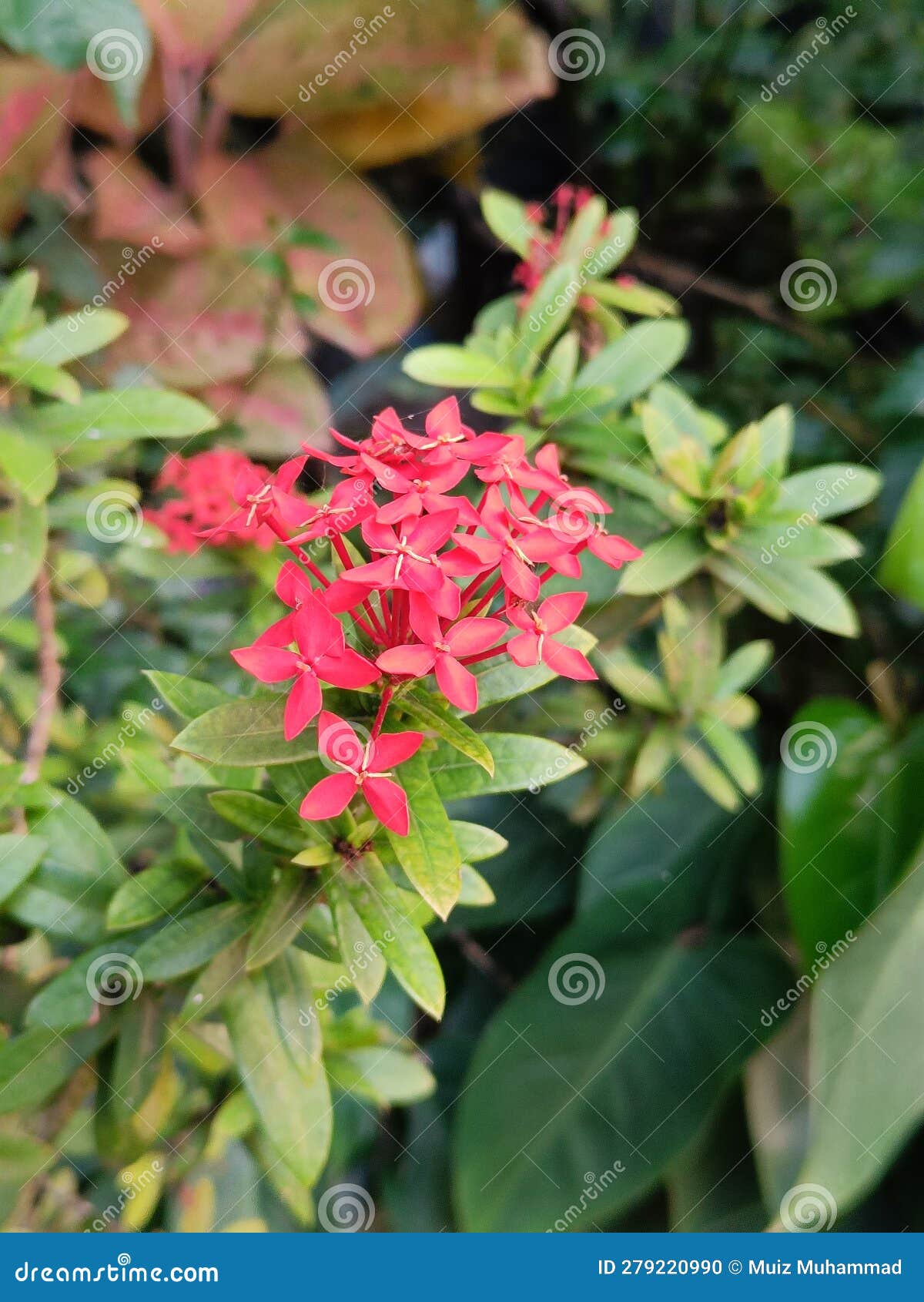 A Red Flower that Spoils the Eye, for Who Looks at it Stock Photo ...