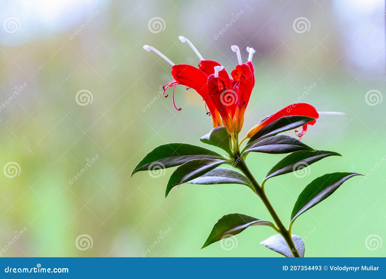 Red Flower on a Stalk with Leaves, Houseplants Stock Image - Image of ...