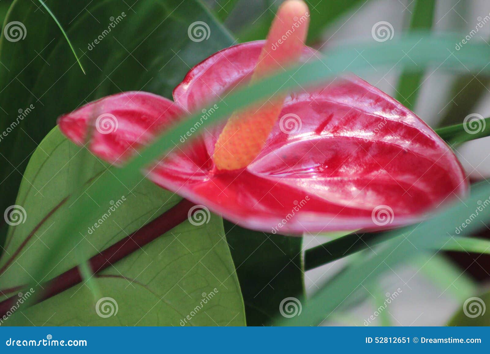 Red flower with stem stock image. Image of green, lilies - 52812651