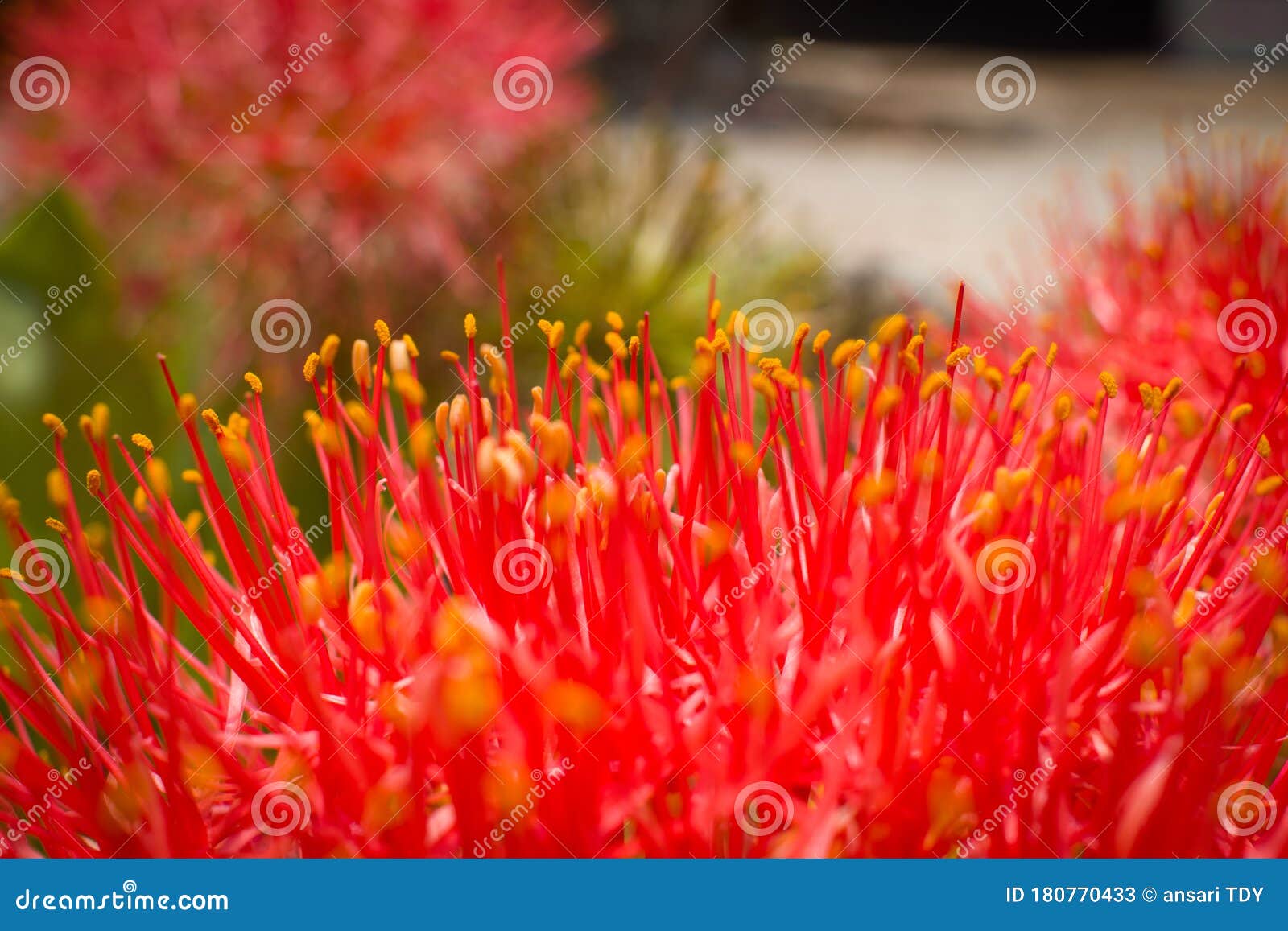 Red flower and stigma stock image. Image of leaf, flower - 180770433