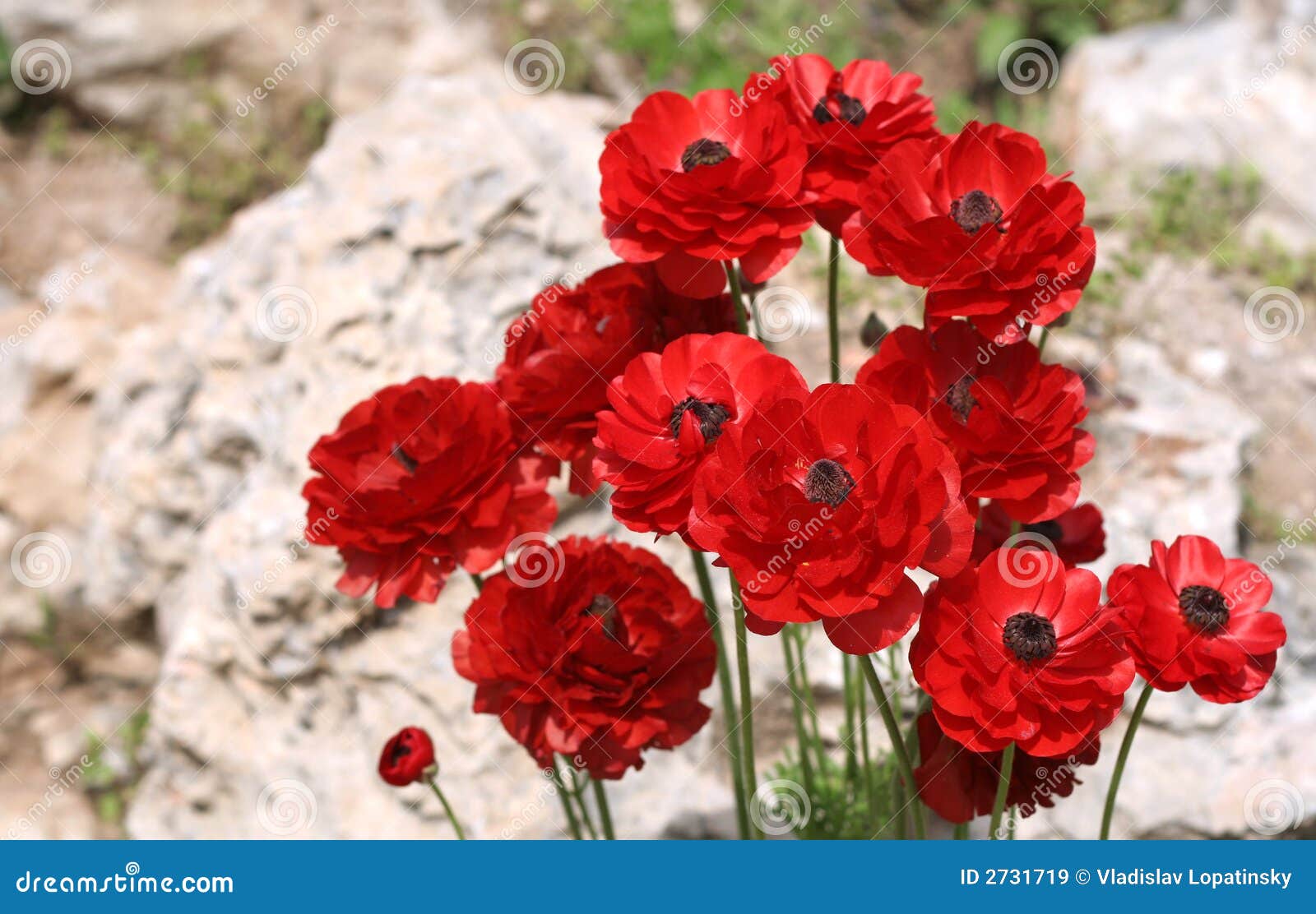 Red flower on stone stock image. Image of close, outdoors - 2731719