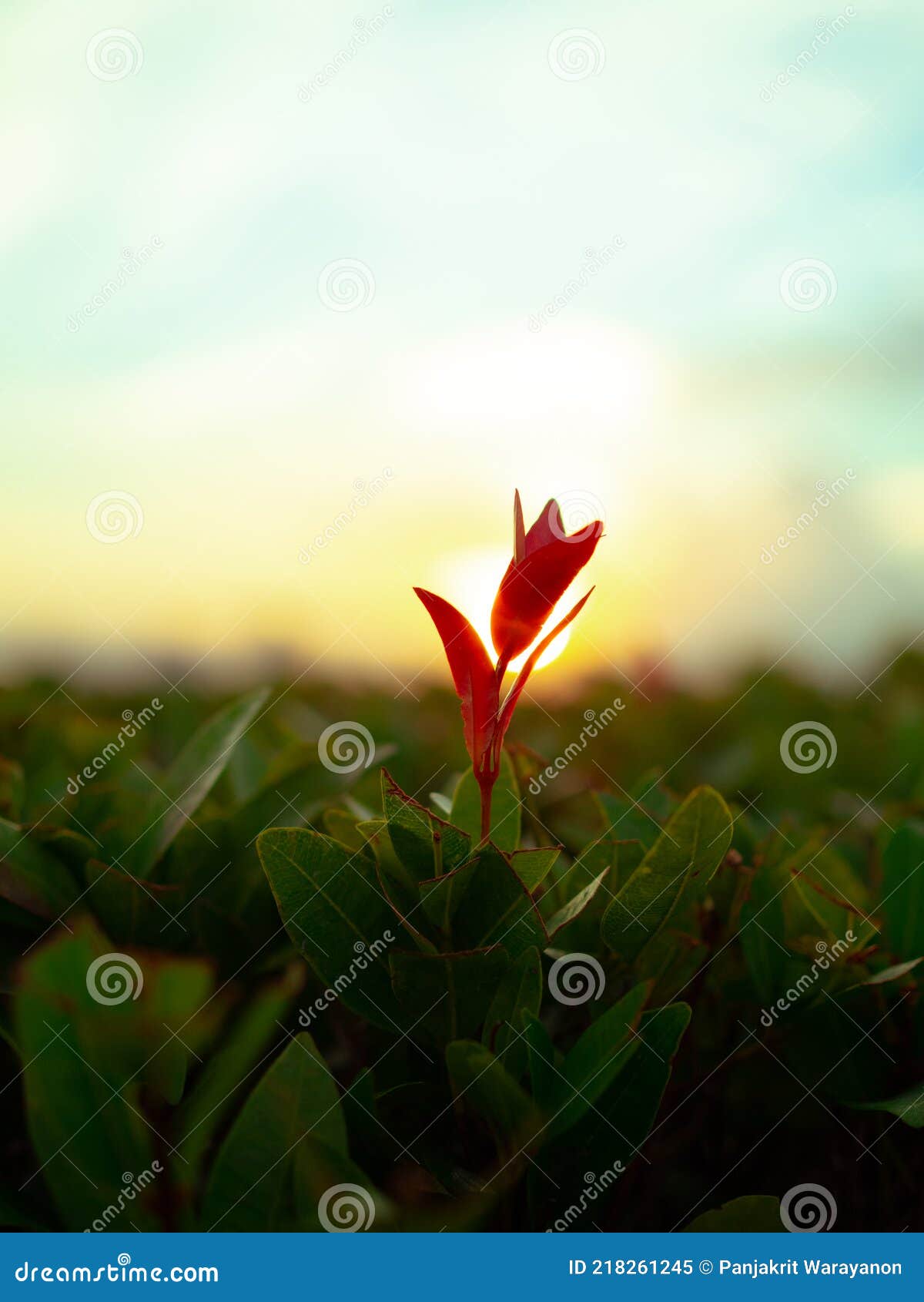Red Flower on sunset stock image. Image of sunlight - 218261245