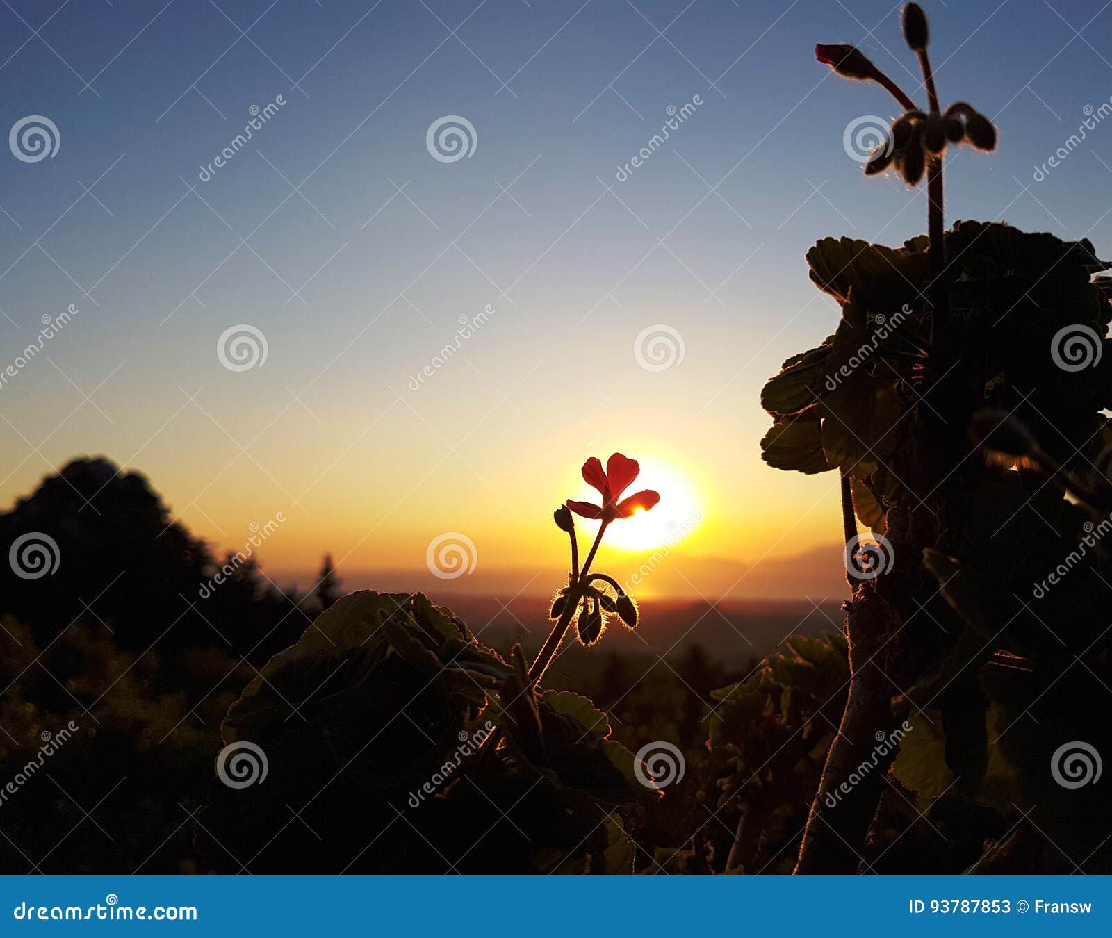 Red flower in sunset stock image. Image of artistic, terras - 93787853