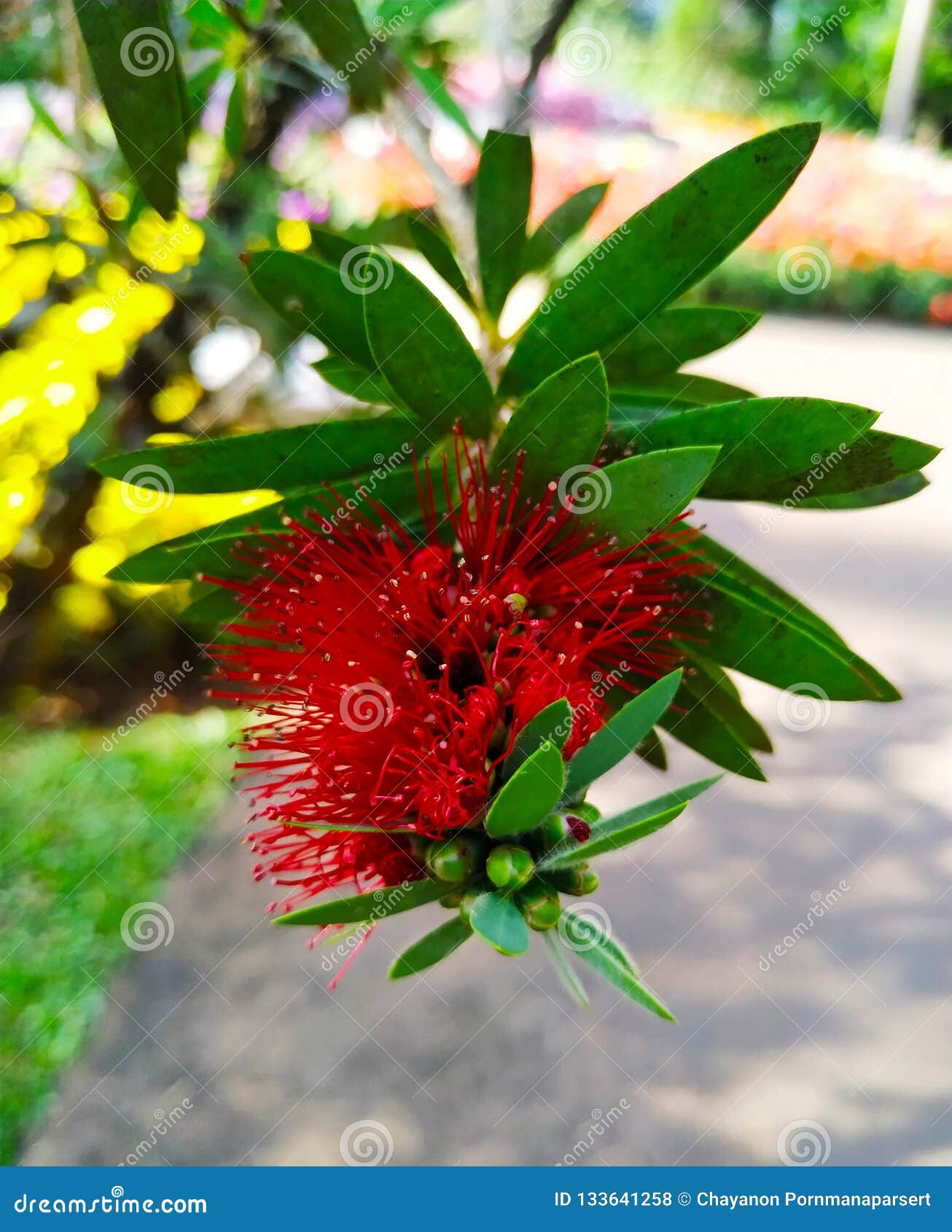 Red flower stock photo. Image of garden, flower, thailand - 133641258