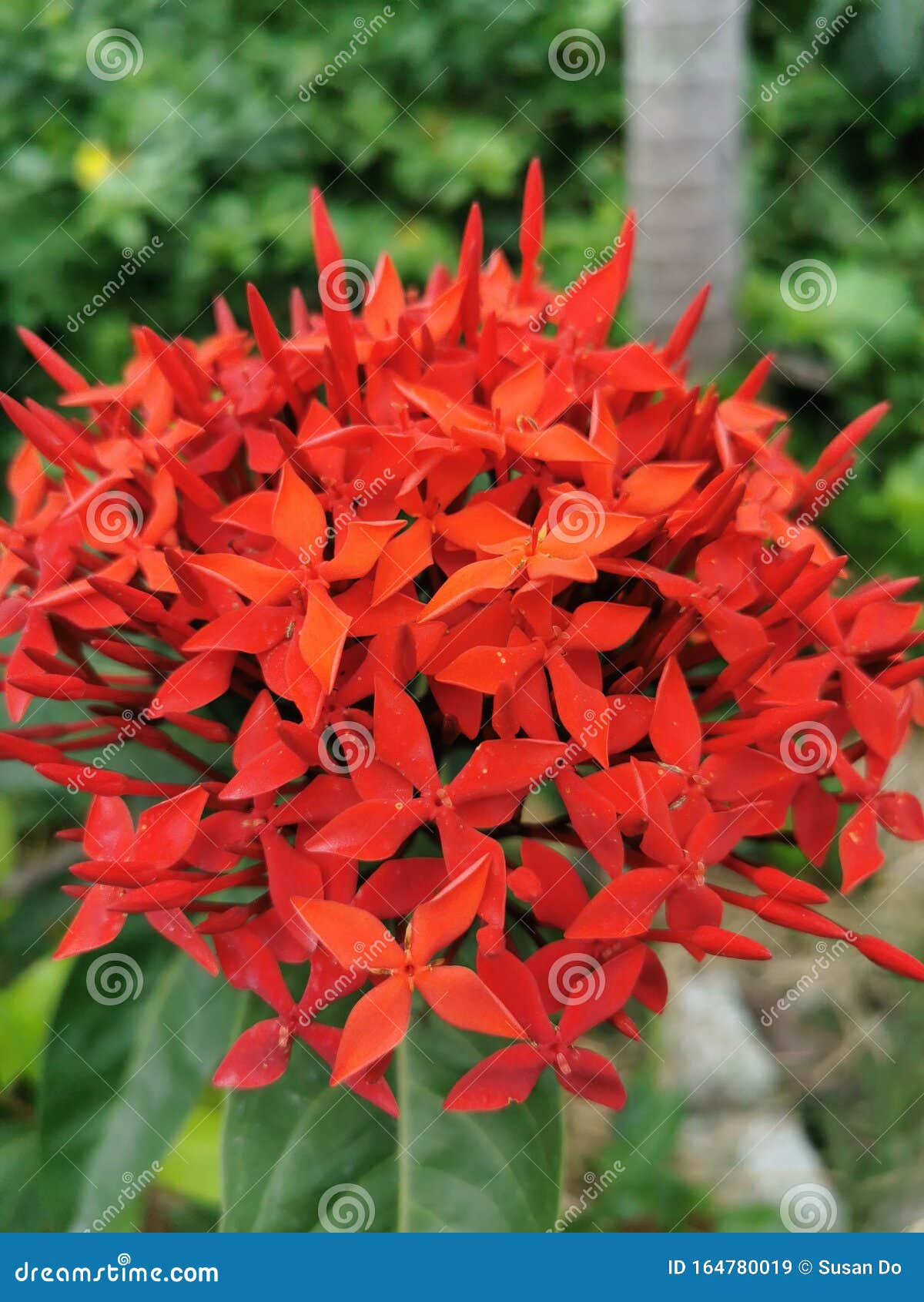 Red Flower - Tiny Flower - Beautiful Flower - Peony Stock Image - Image ...