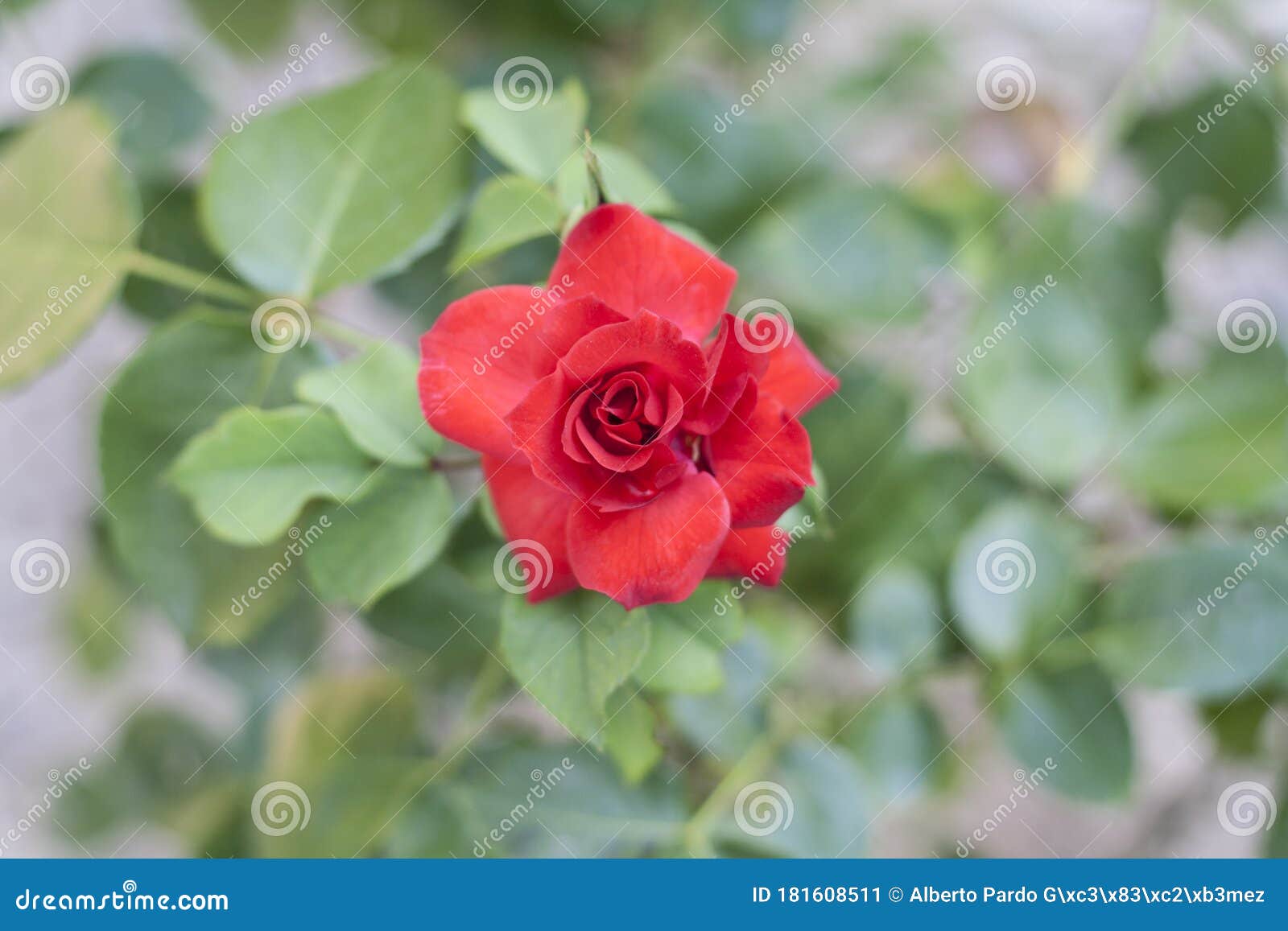 Red Flower Top View in Valencia Stock Image - Image of head, petal ...