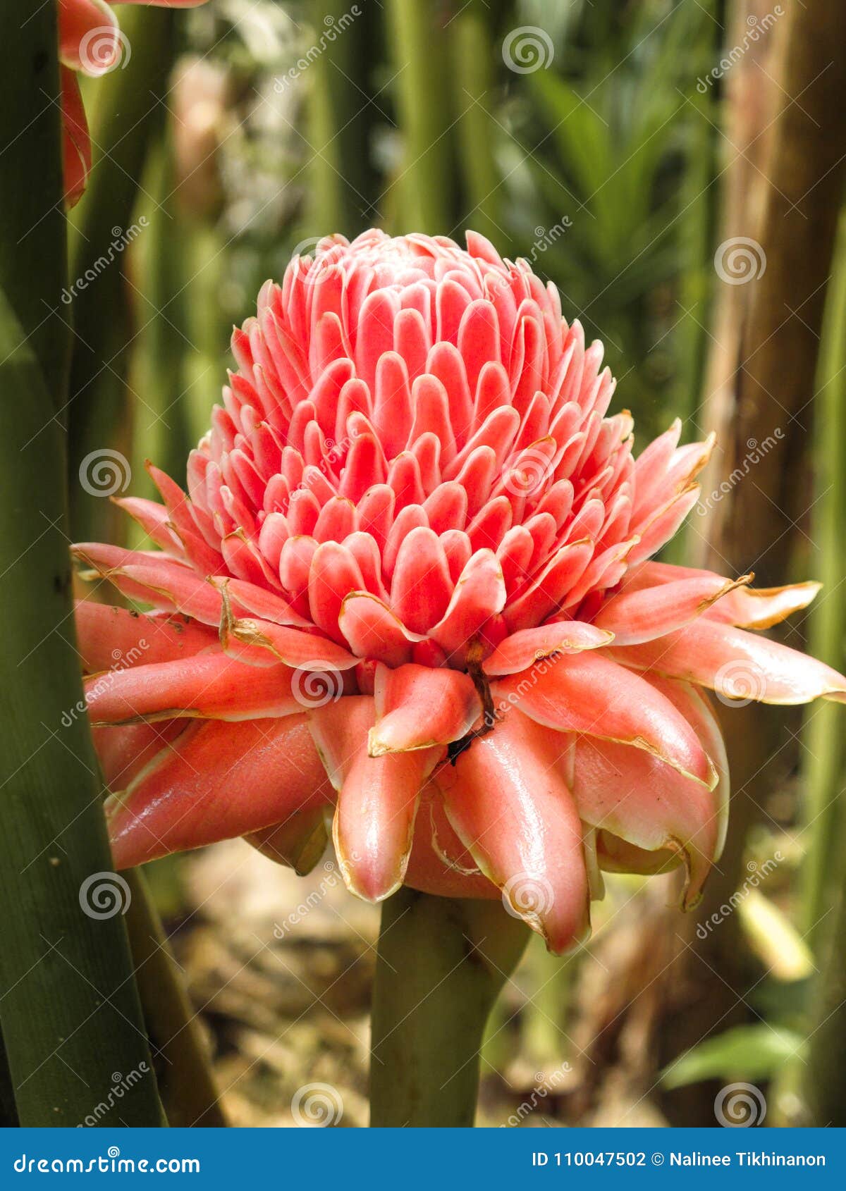 Red Flower, Torch Ginger or Flower is Blooming in the Garden Stock ...