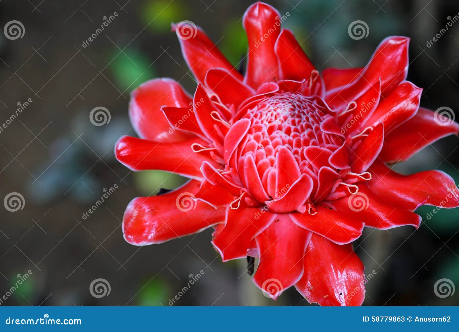 Red flower torch ginger stock image. Image of ginger - 58779863