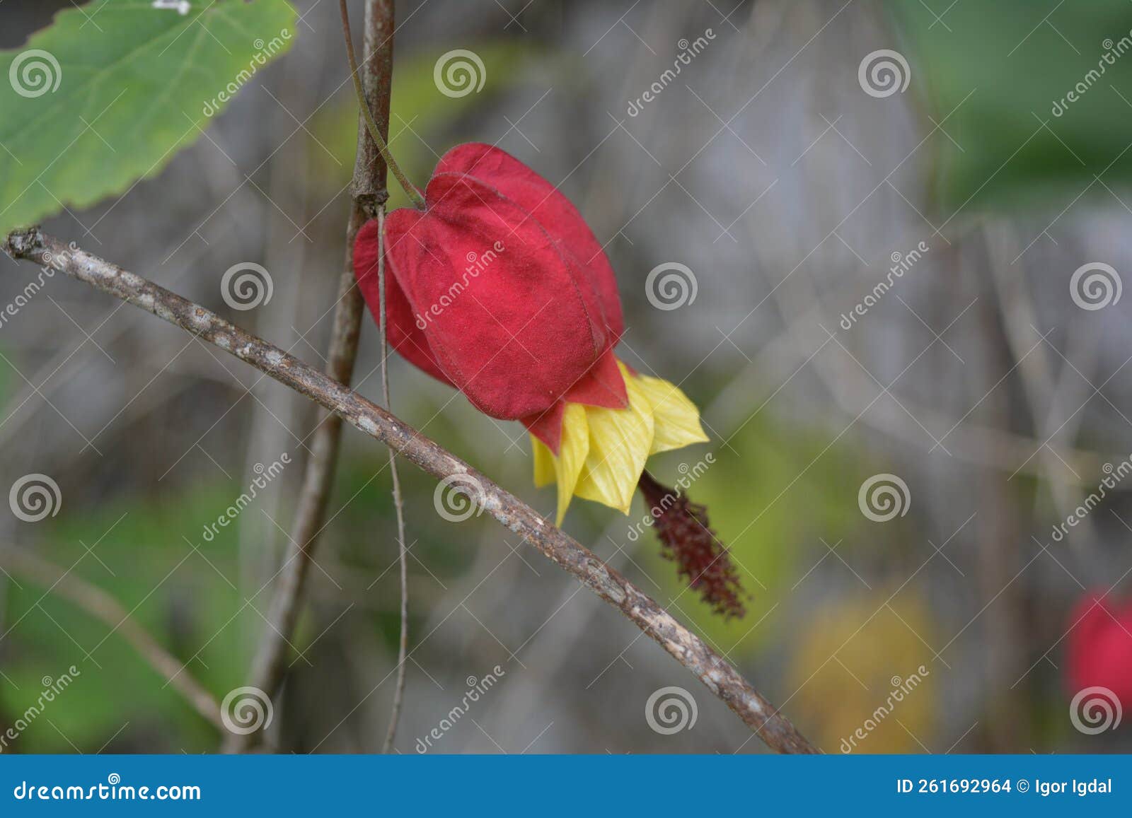 Red Flower Trailing Abutilon Callianthe with Yellow Crown Stock Photo ...