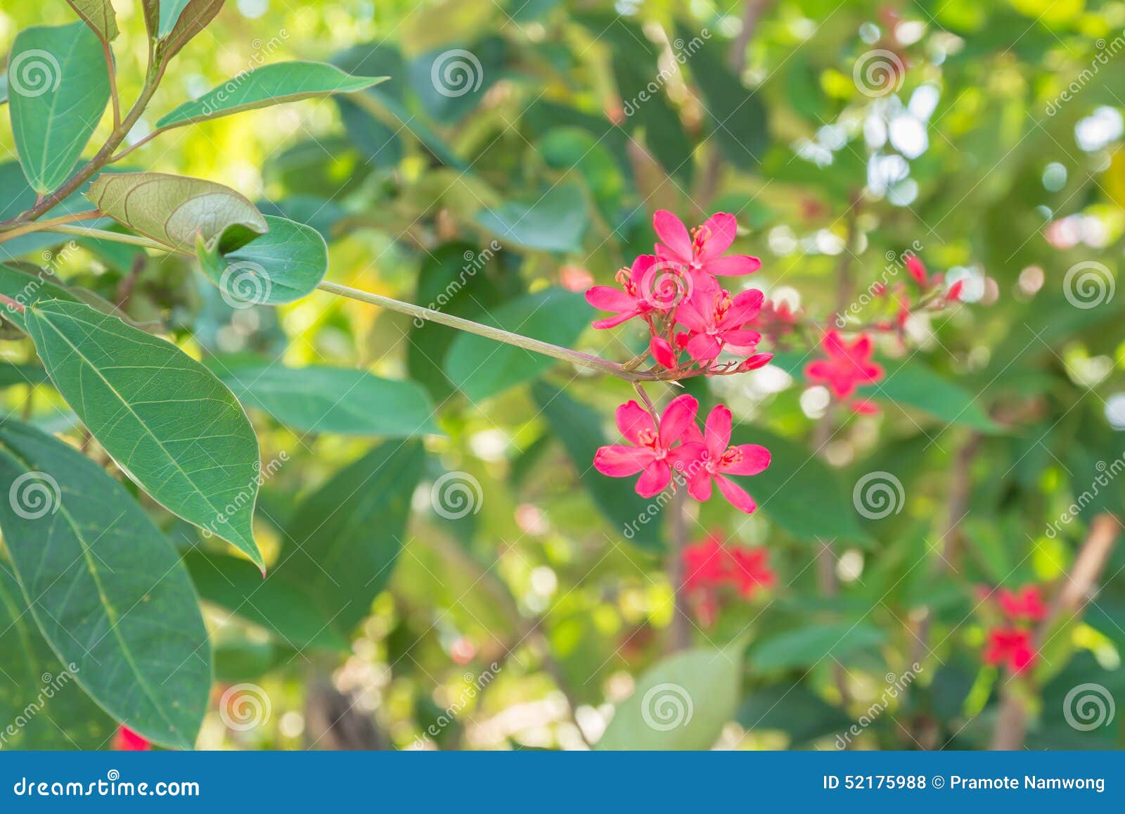 Red flower on tree stock photo. Image of plant, green - 52175988