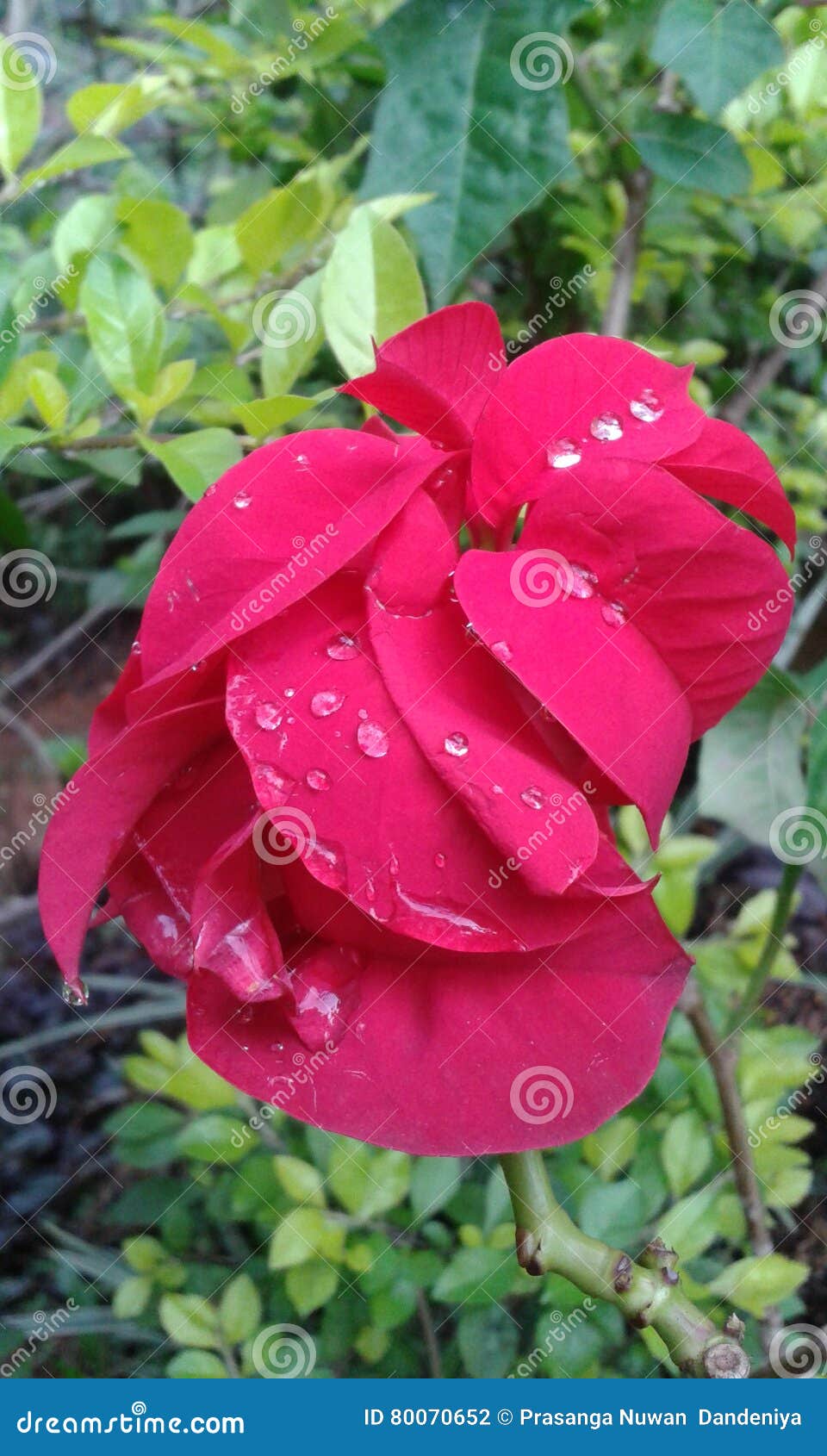 Red flower stock photo. Image of flower, tree, plant - 80070652
