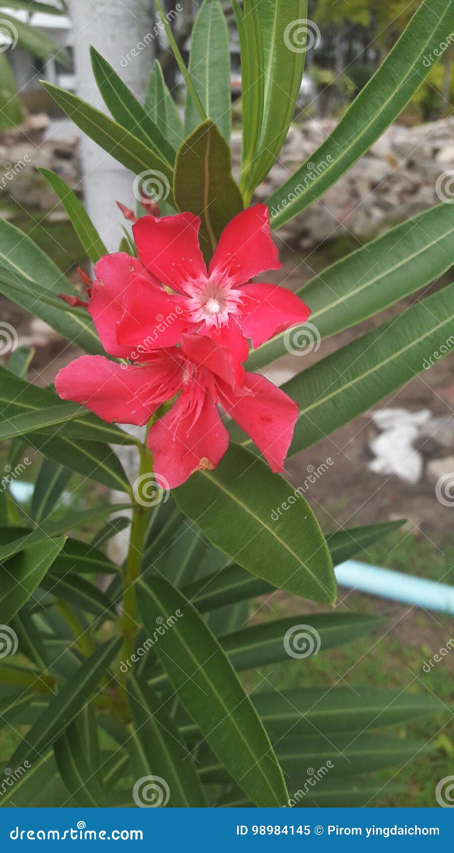 Red flower stock image. Image of flower, green, tree - 98984145