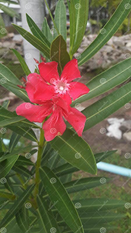 Red flower stock image. Image of flower, green, tree - 98984145
