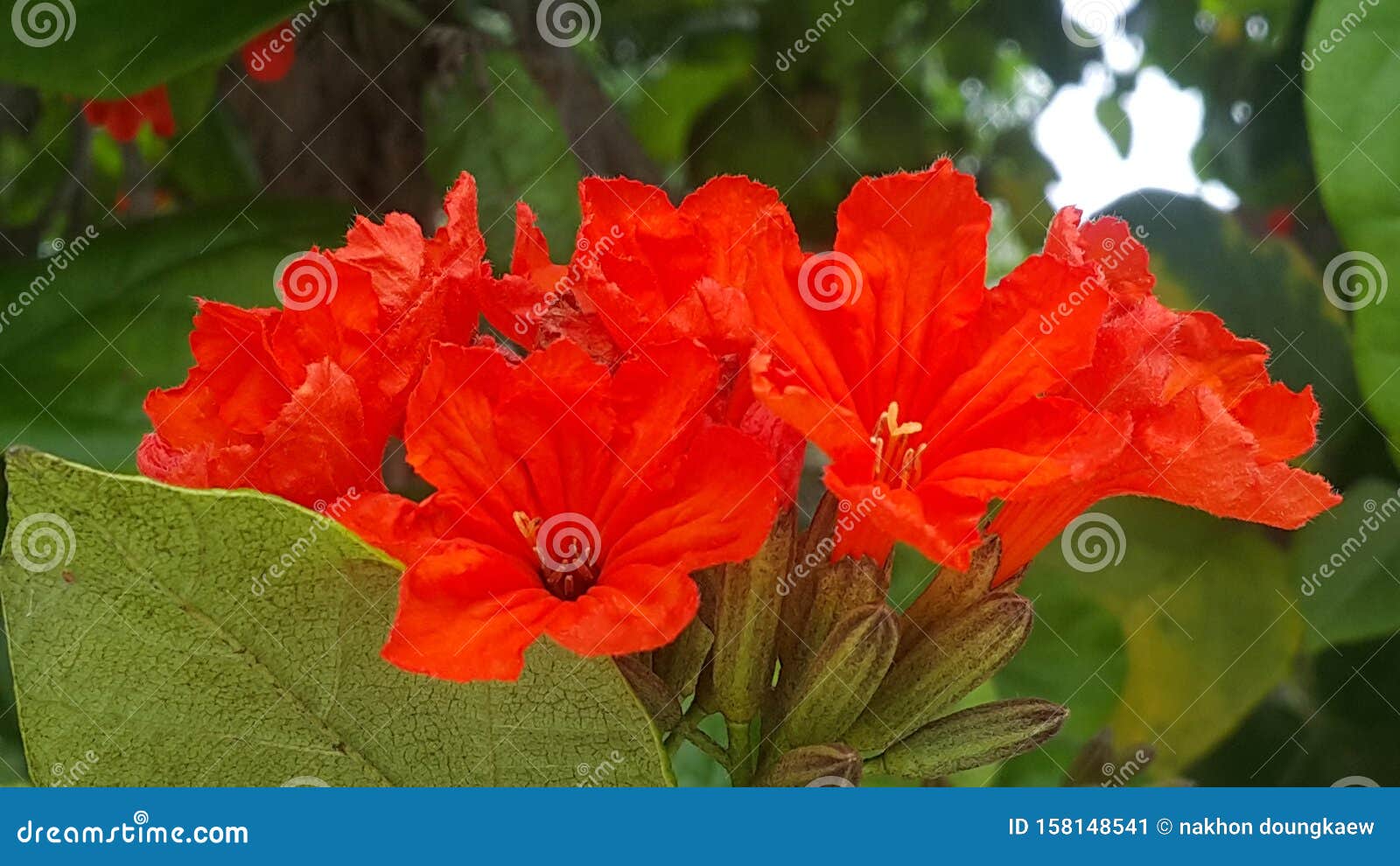 Red flower on tree stock image. Image of green, flower - 158148541
