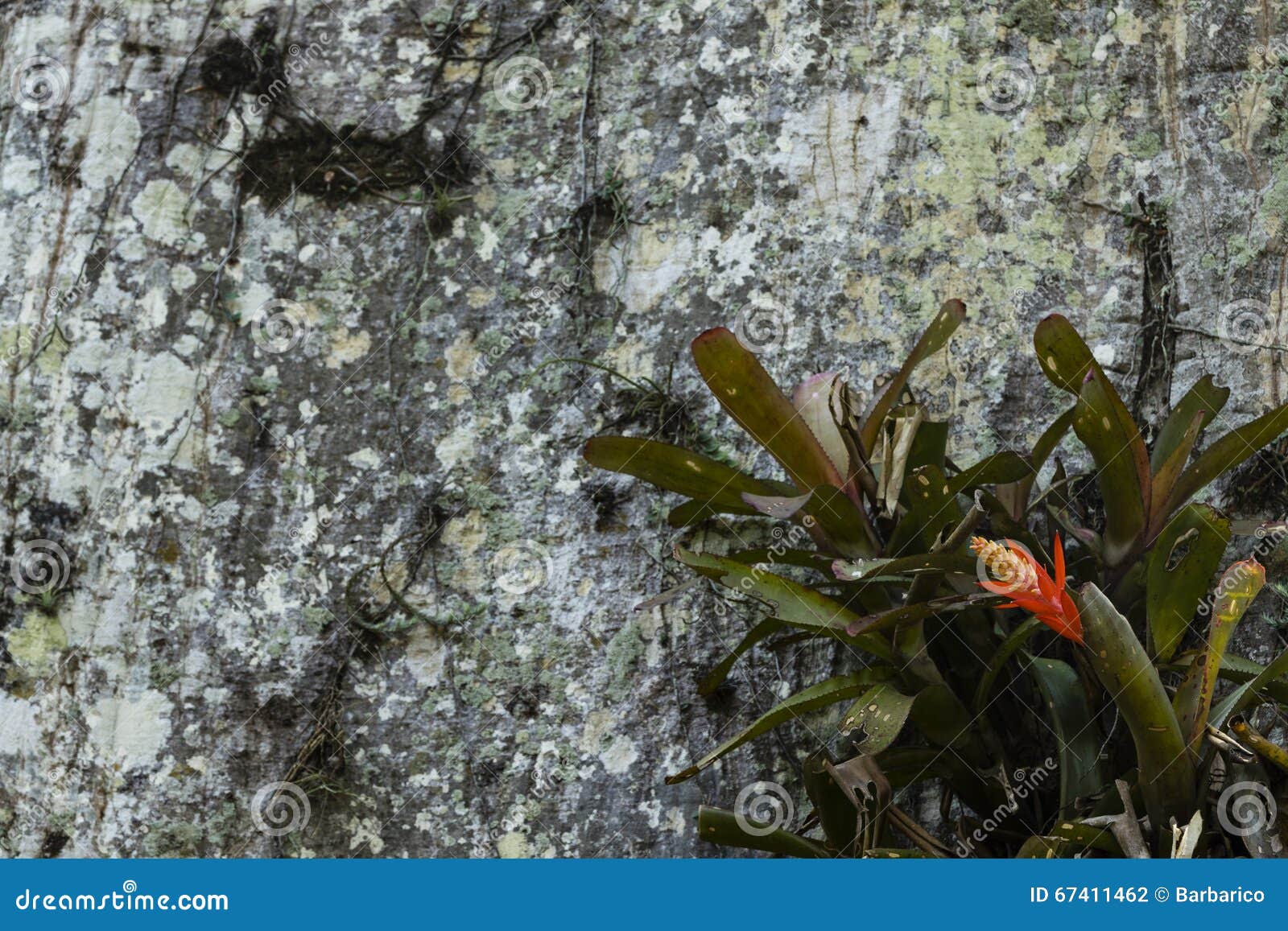 Red flower on tree trunk stock photo. Image of tree, garden - 67411462