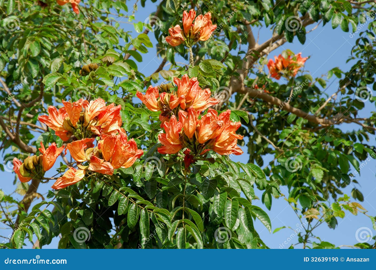 Red flower tree stock photo. Image of bloom, fruit, close - 32639190