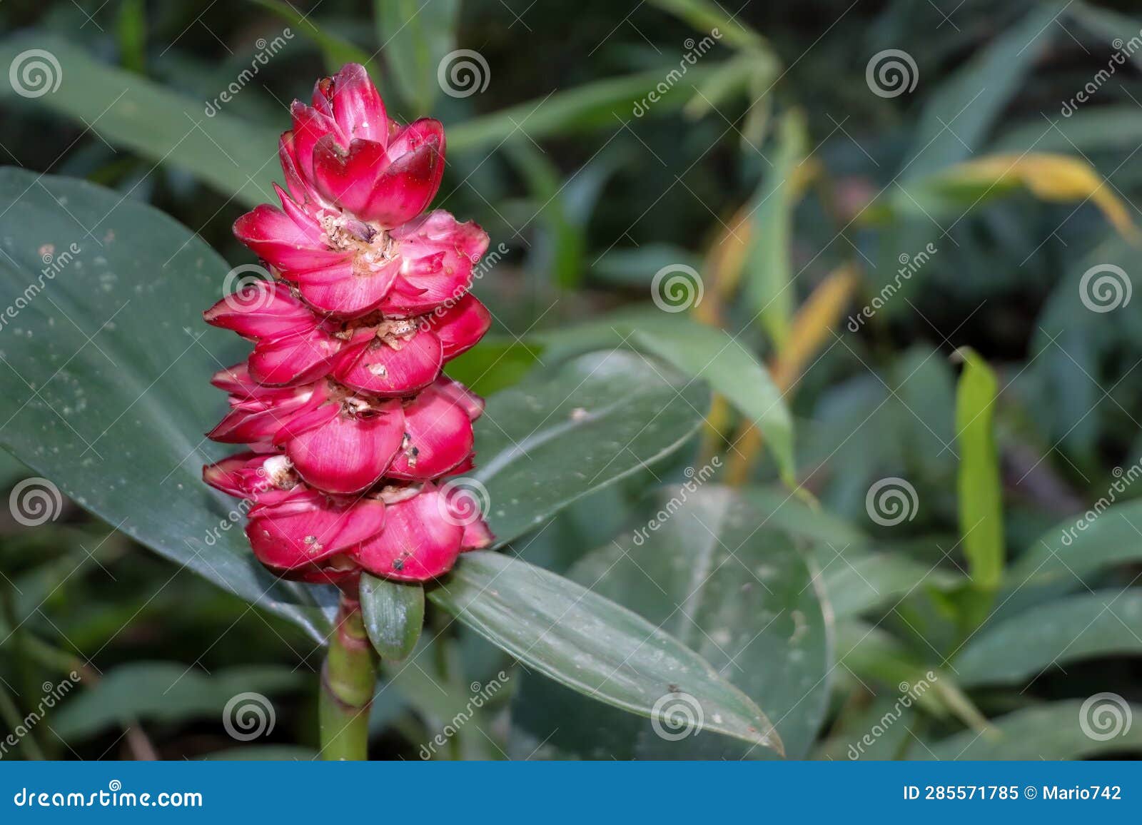 Red Flower in the Rainforest Stock Image - Image of forest, wildflower ...
