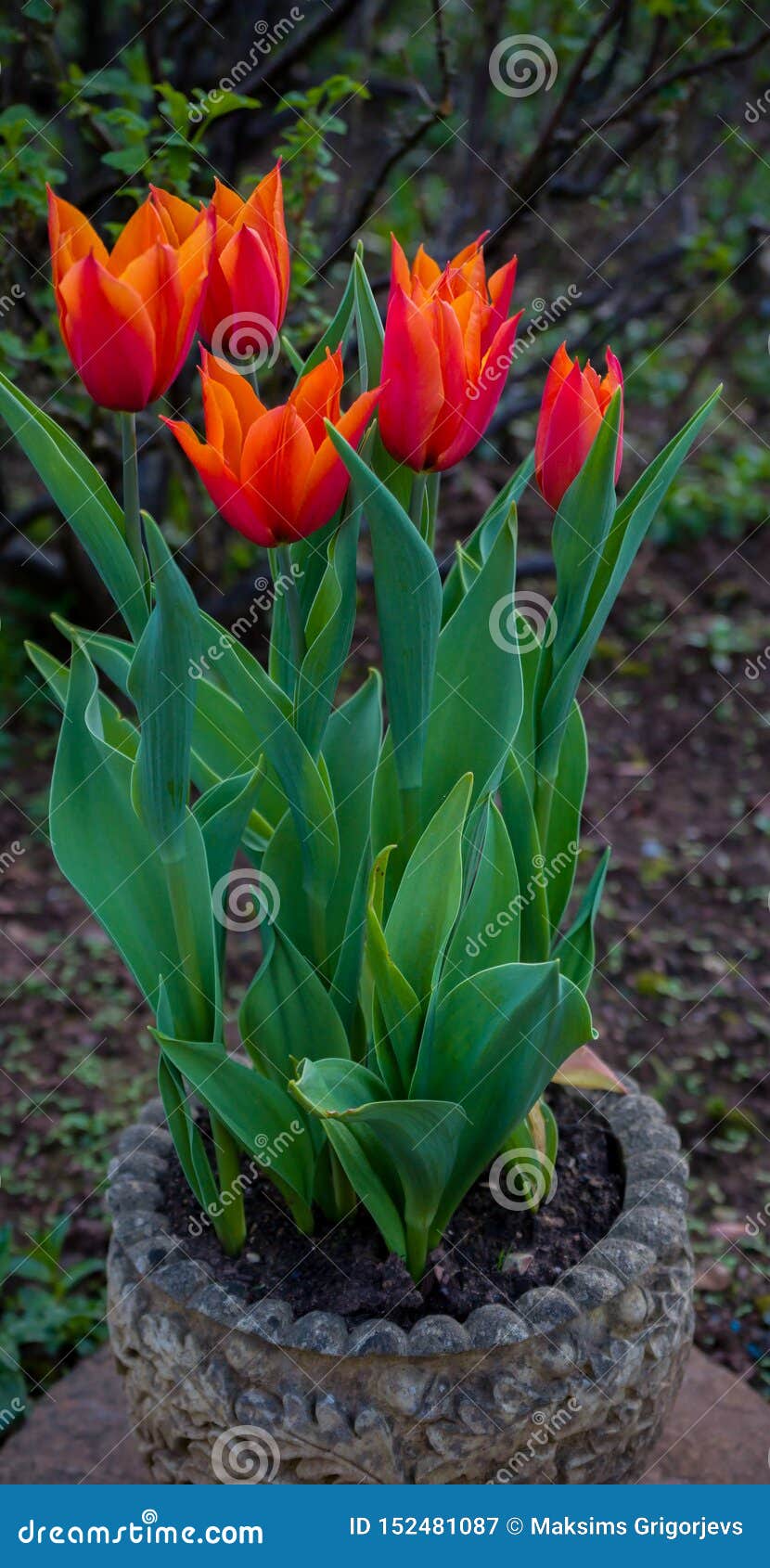 Red Flower Tulip in Spring Green Garden Stock Image - Image of natural ...