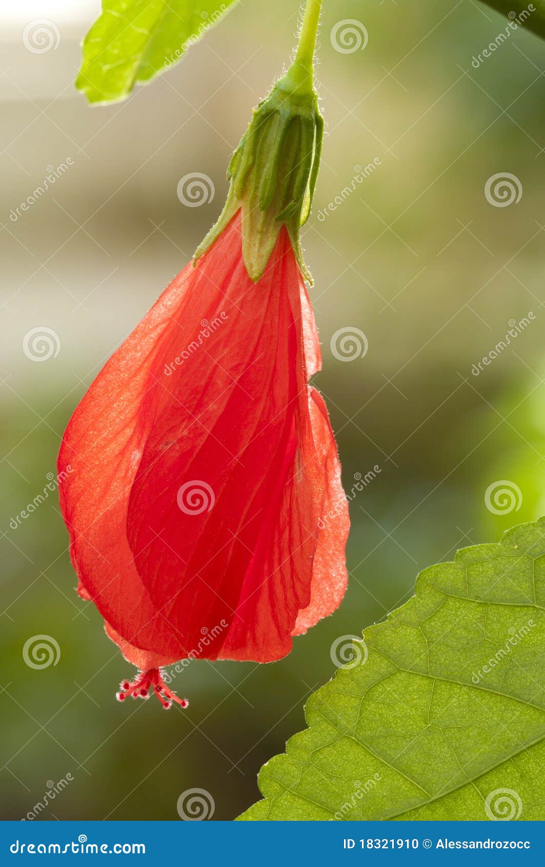 Red Flower of the Turk S Cap Mallow, Stock Photo - Image of flower ...