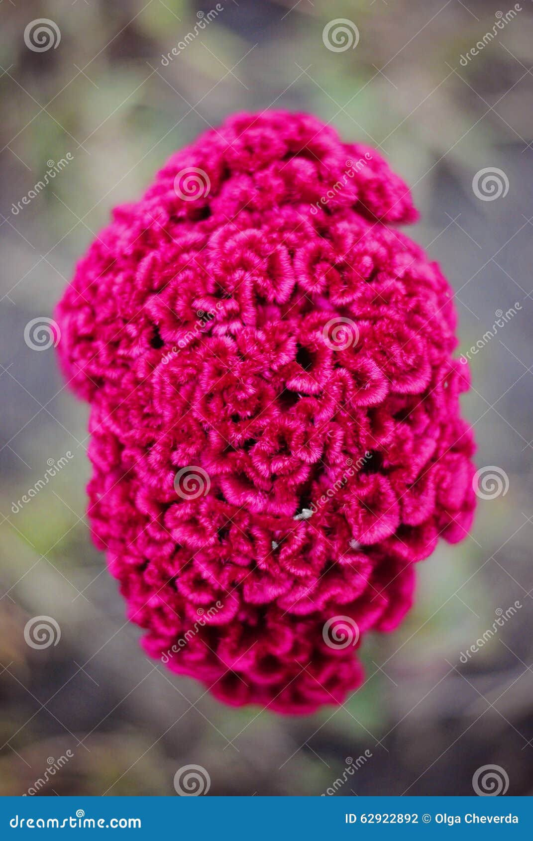 Red flower stock photo. Image of beautiful, wavy, called - 62922892