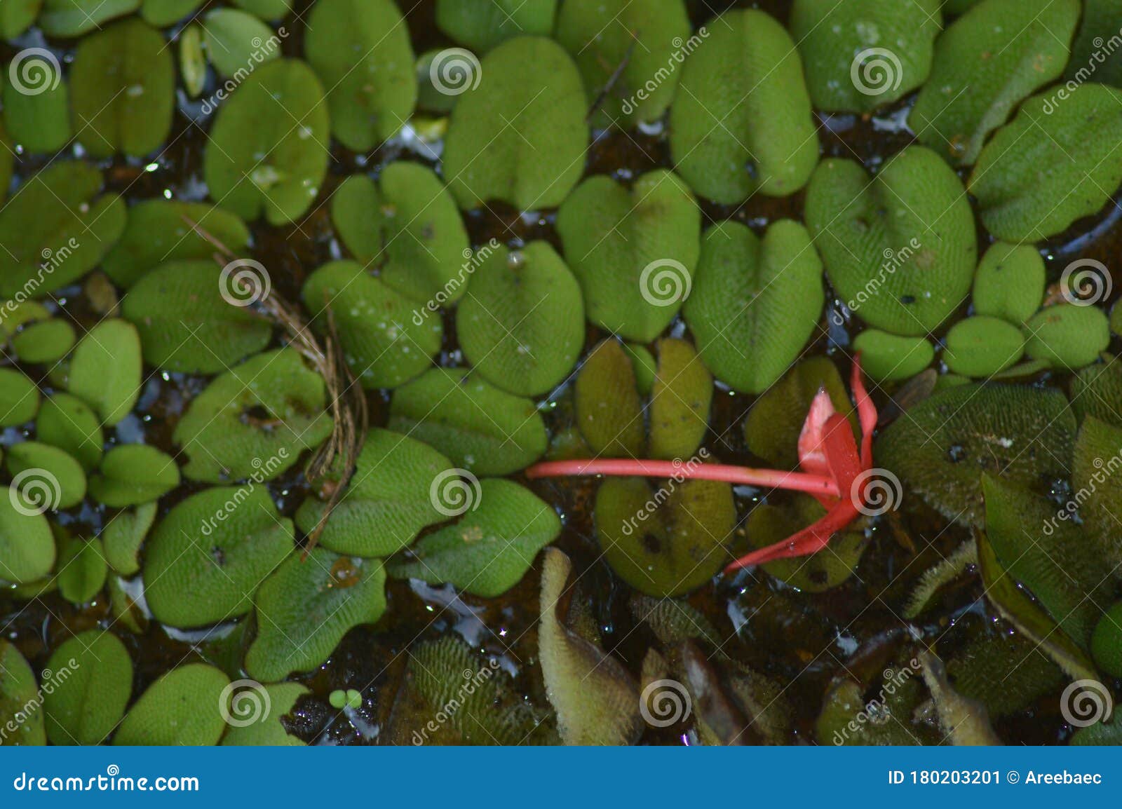 Red flower on water stock image. Image of flower, plants - 180203201