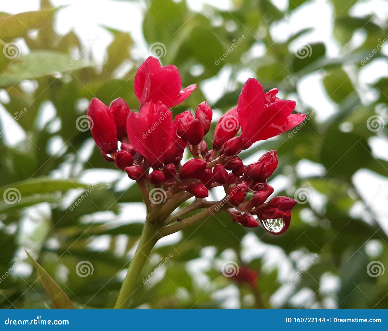 Red Flower with Water Droplet Stock Photo - Image of rain, water: 160722144