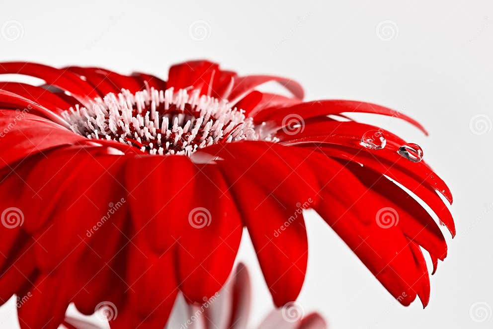Red Flower with Water Drops Stock Image - Image of head, valentine ...