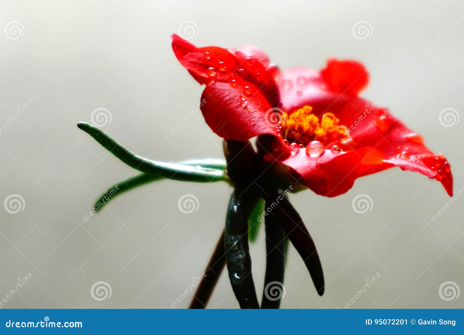 Red Flower with Water Drops Stock Image - Image of dewdrops, colorful ...
