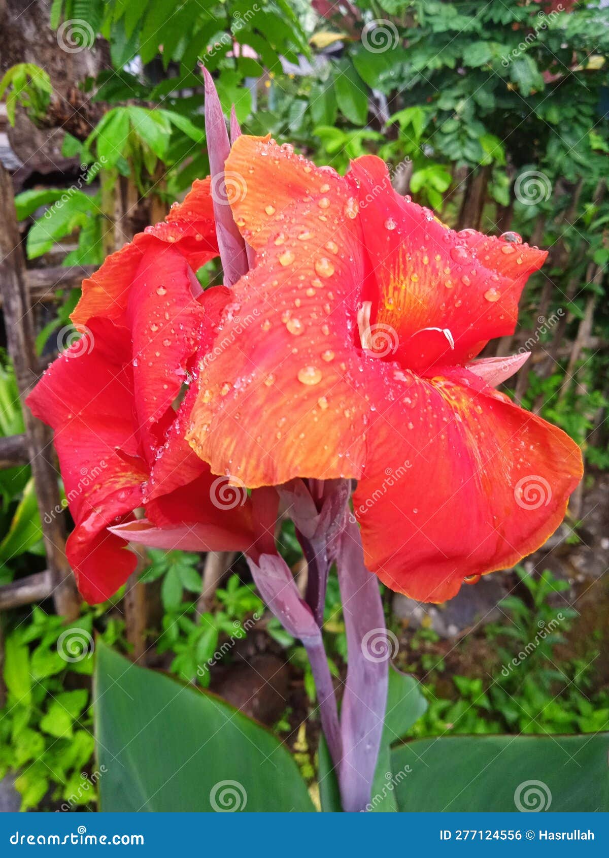Red Flower Water stock photo. Image of water, petal - 277124556