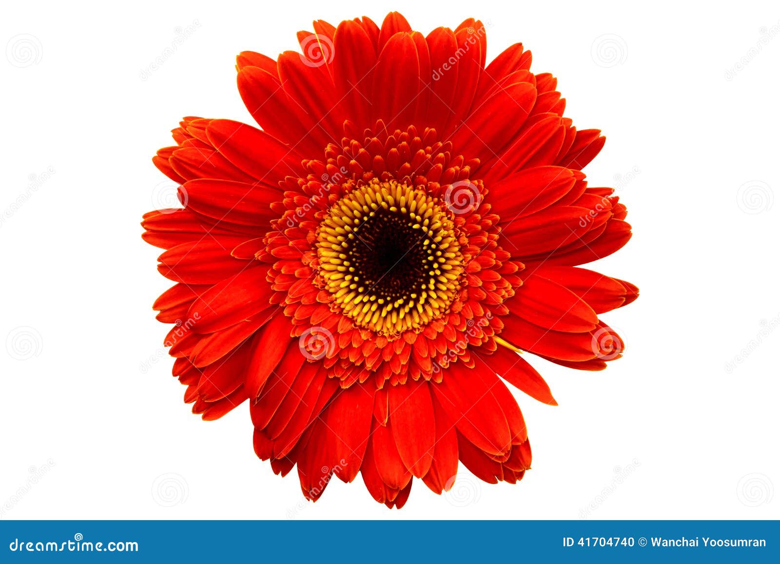 Red Flower on White Background Stock Photo - Image of isolated, blossom ...