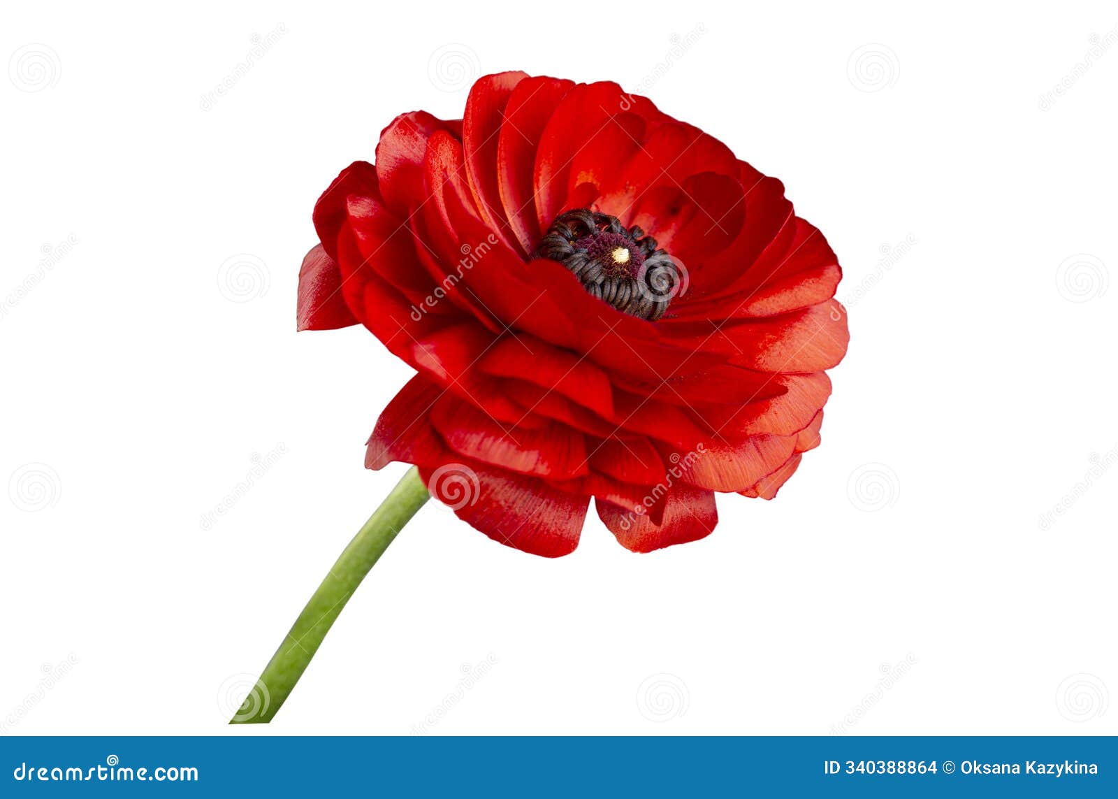 Red Flower on White Background for Design. Close-up Stock Illustration ...