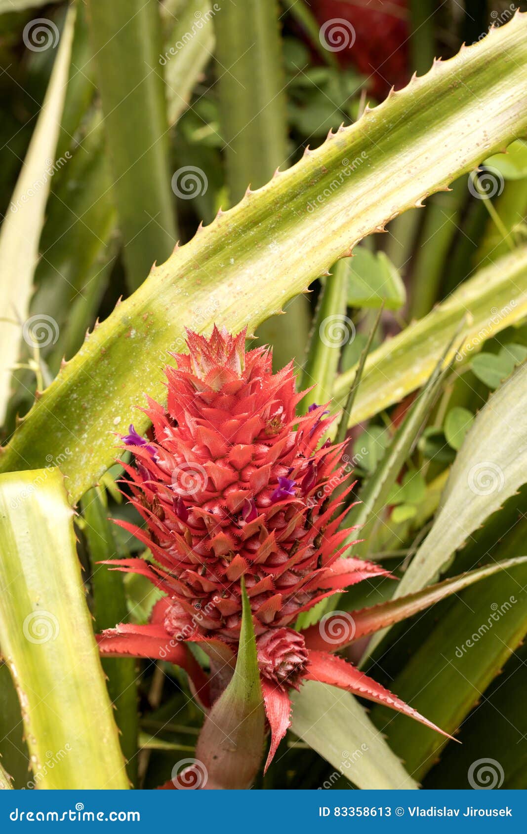 Red Flower Wild Pineapple, Amber Mountain, Madagascar Stock Image ...