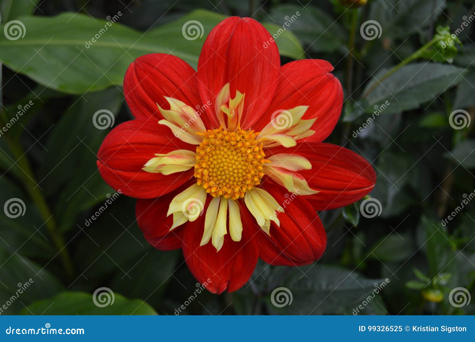 Red Flower with Yellow Inside Stock Image - Image of inside, flower ...