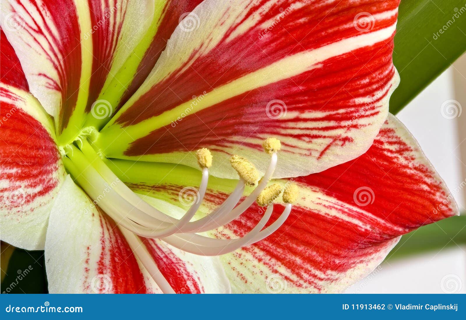 Red Flower with Yellow Pistil Stock Photo - Image of blooming, bouquet ...