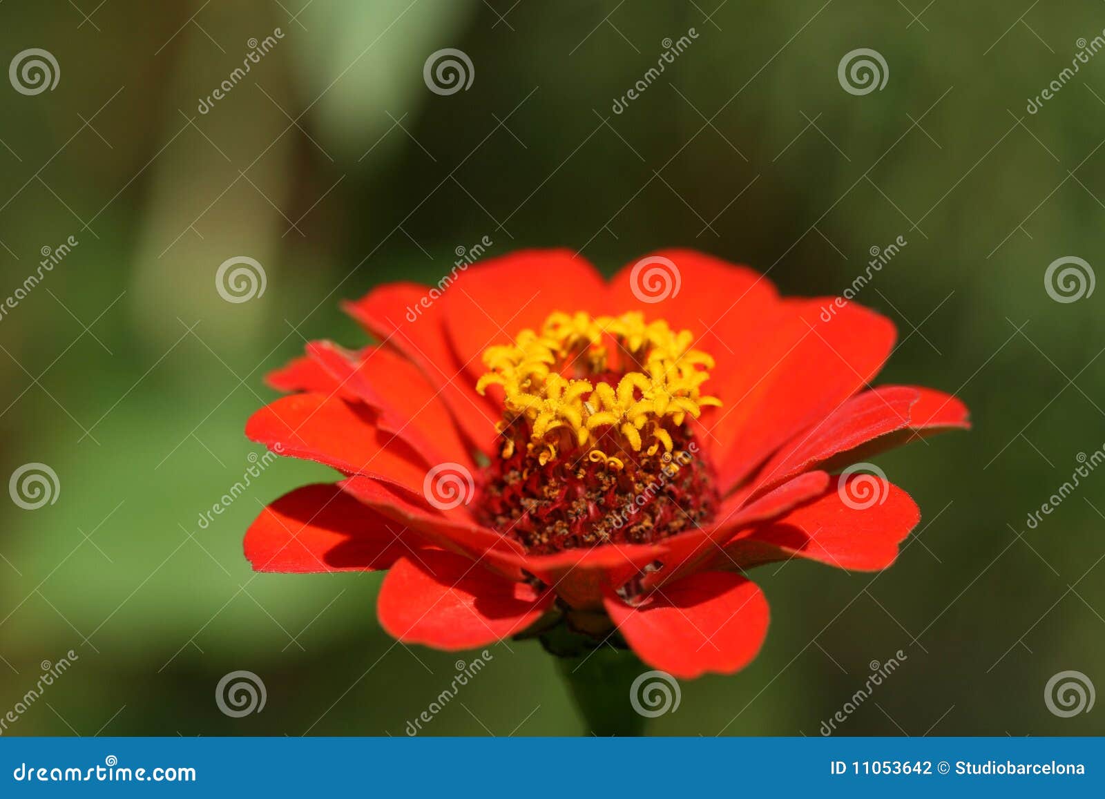 Red flower Zinnia stock photo. Image of annual, energetic - 11053642