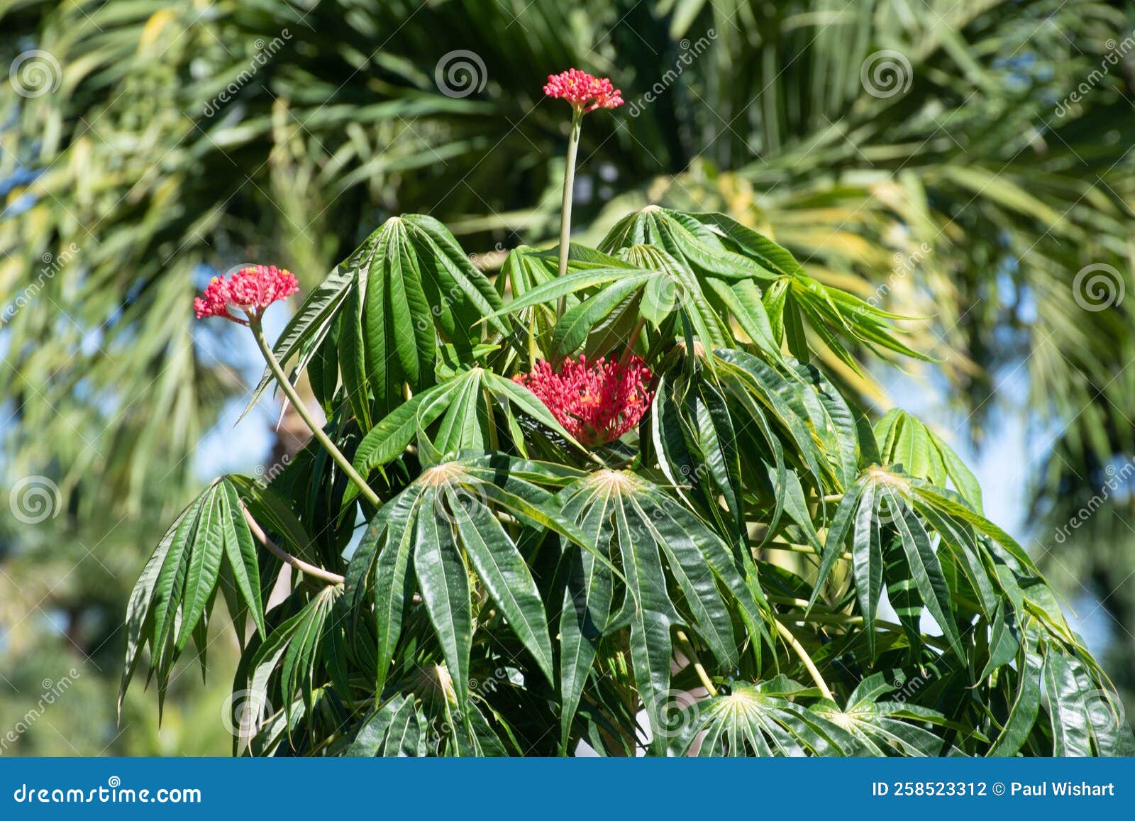 Red flowered tropical tree stock photo. Image of climate - 258523312