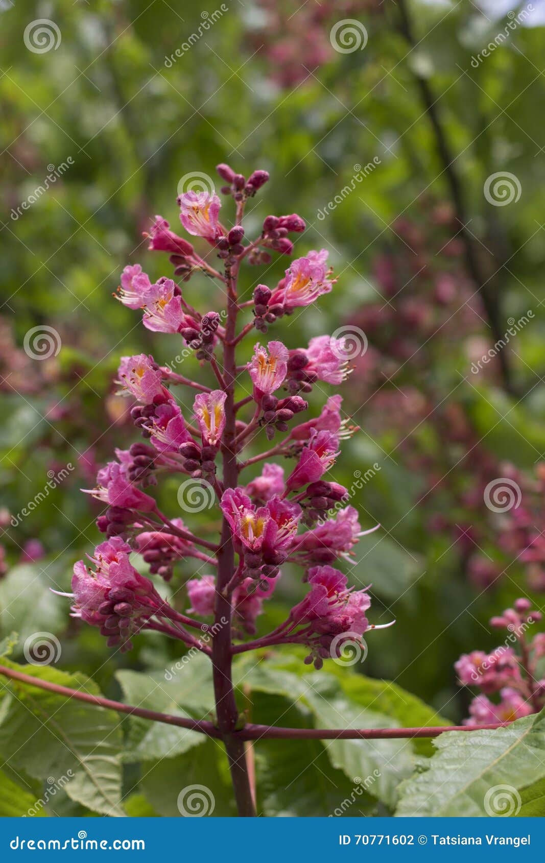 Red Flowering Chestnut Tree Stock Photo - Image of tree, blooming: 70771602