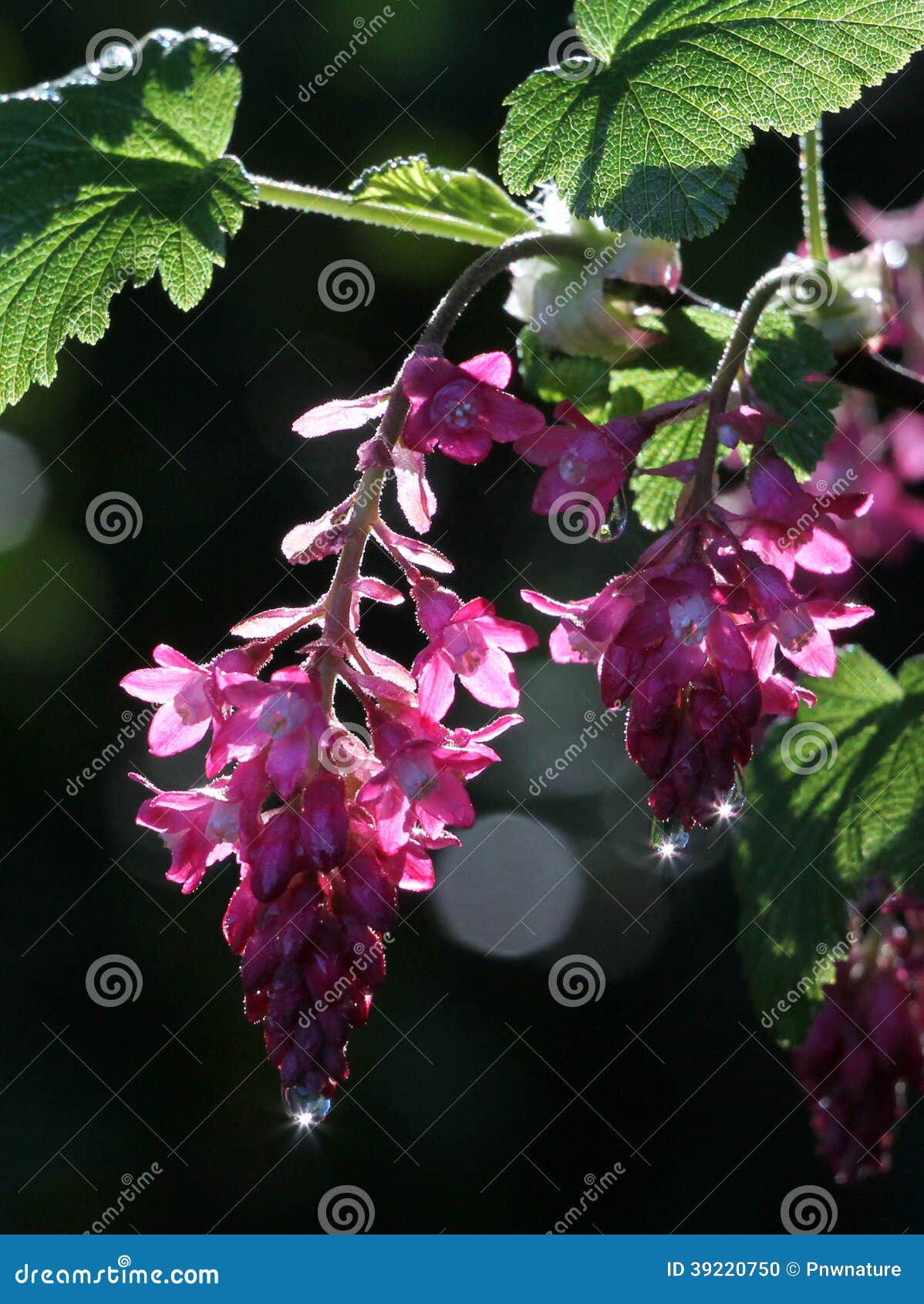 Red-flowering Currant Flowers Stock Photo - Image of backlit, sparkle ...