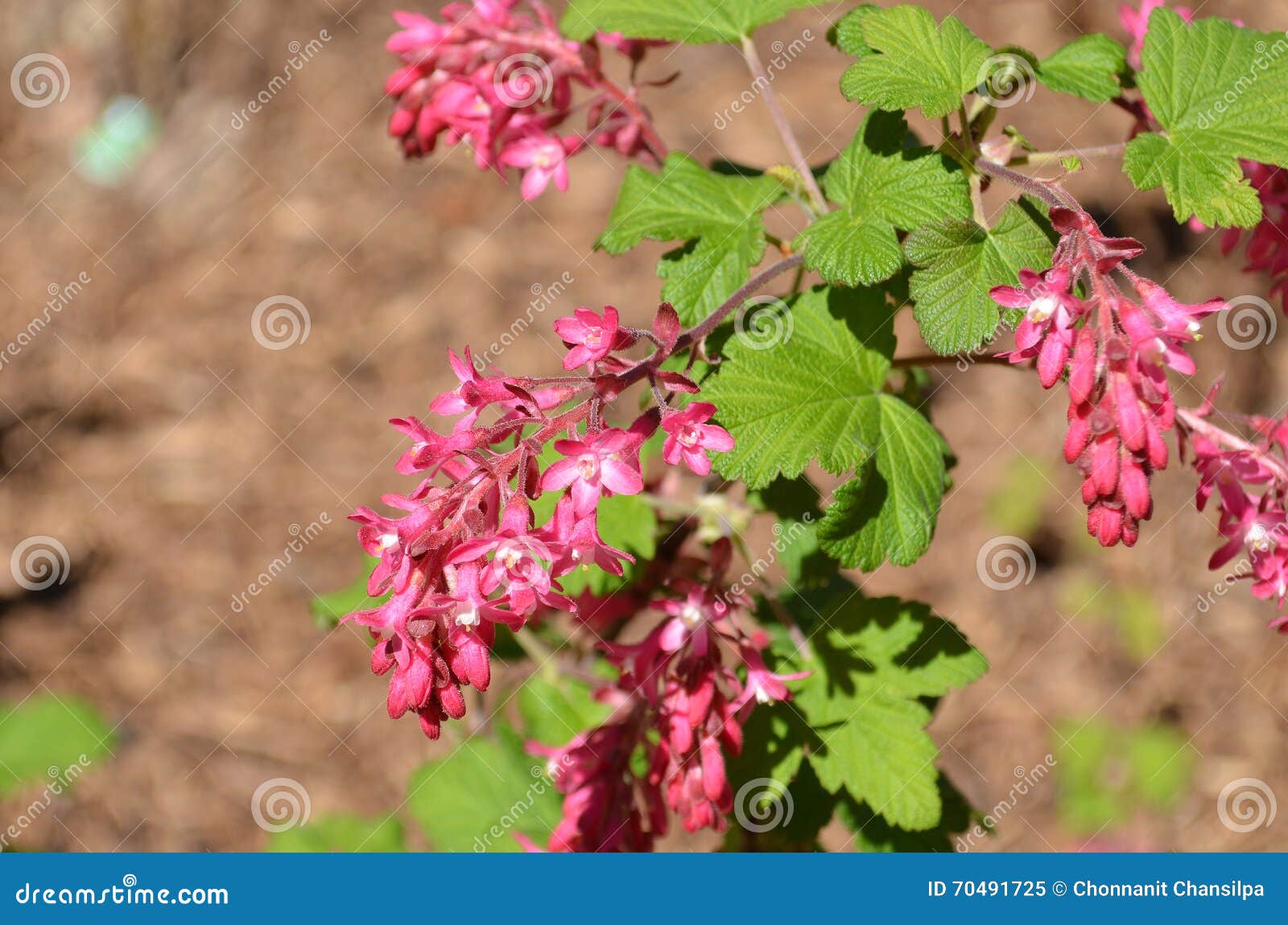 Red Flowering Currant Ribes Stock Image - Image of leaf, nature: 70491725