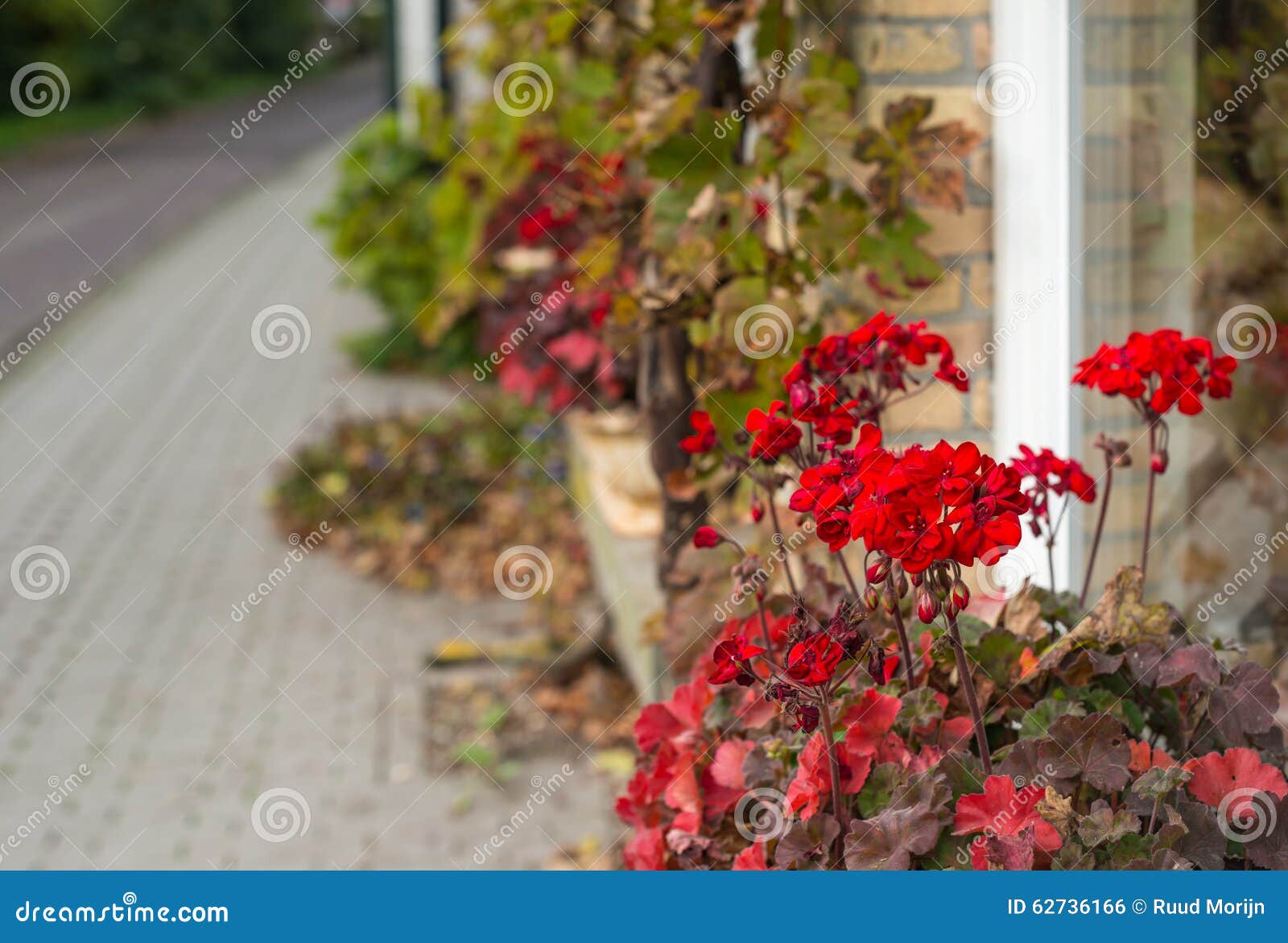Red Flowering Geraniums at the Facade of a House Stock Photo - Image of ...